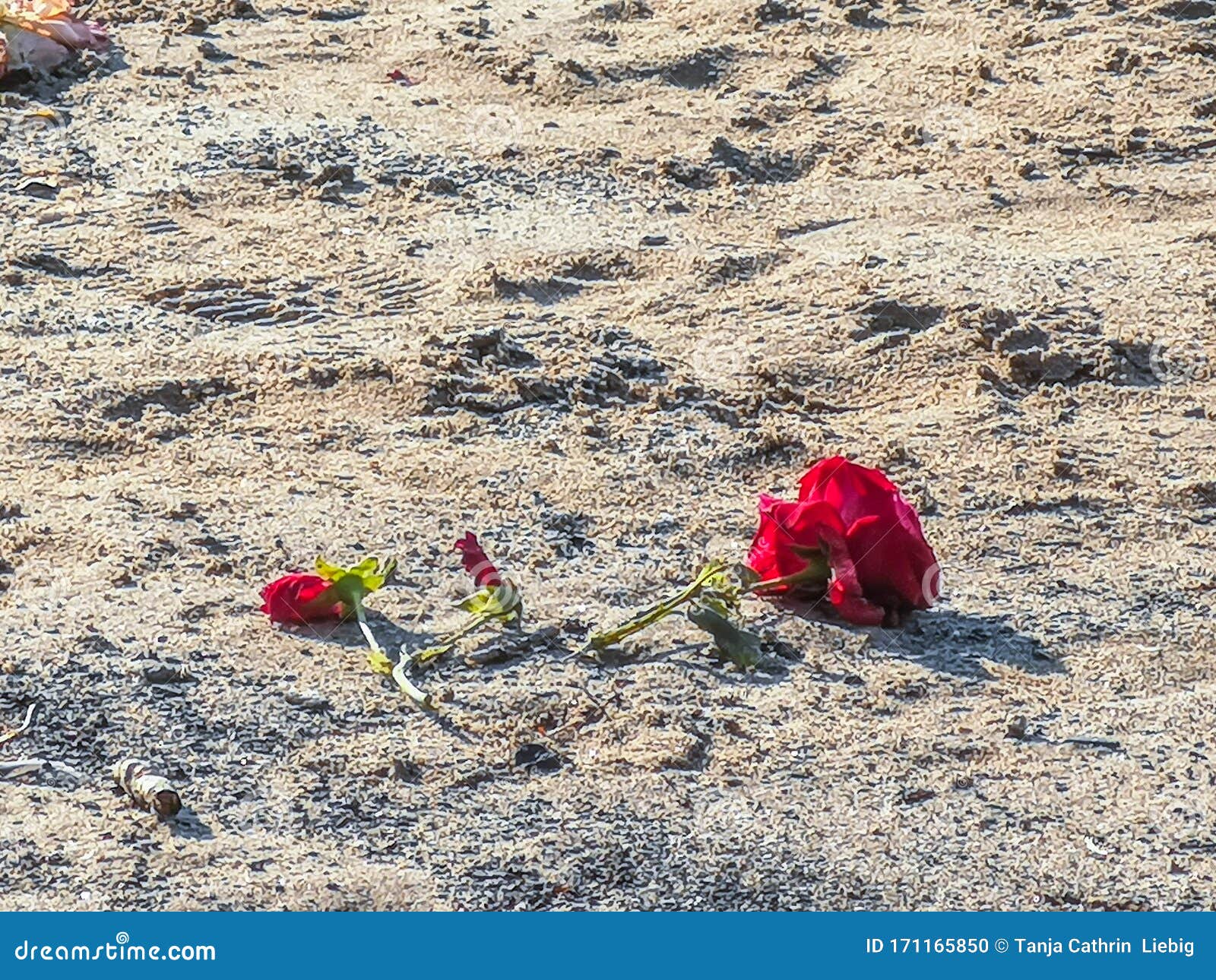Two Red Roses Lying in the Sand of a Beach Stock Photo - Image of coast ...