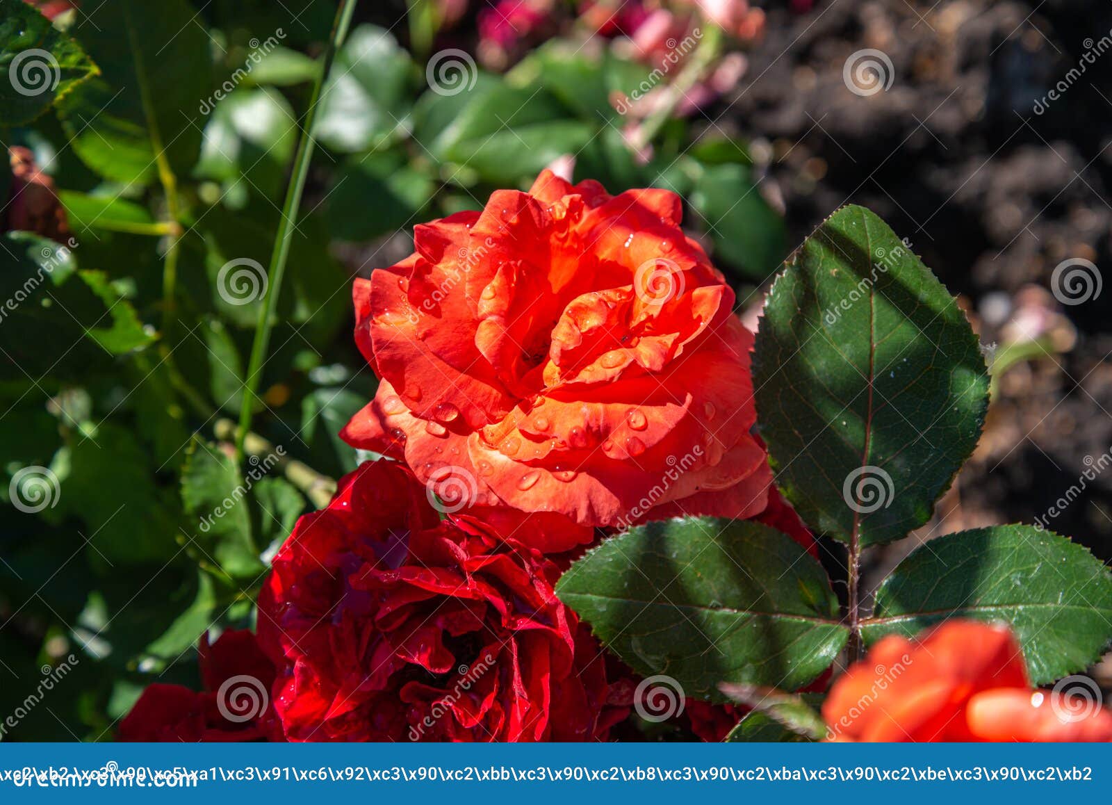 Two Red Roses with Morning Dew on Their Petals Stock Image - Image of ...