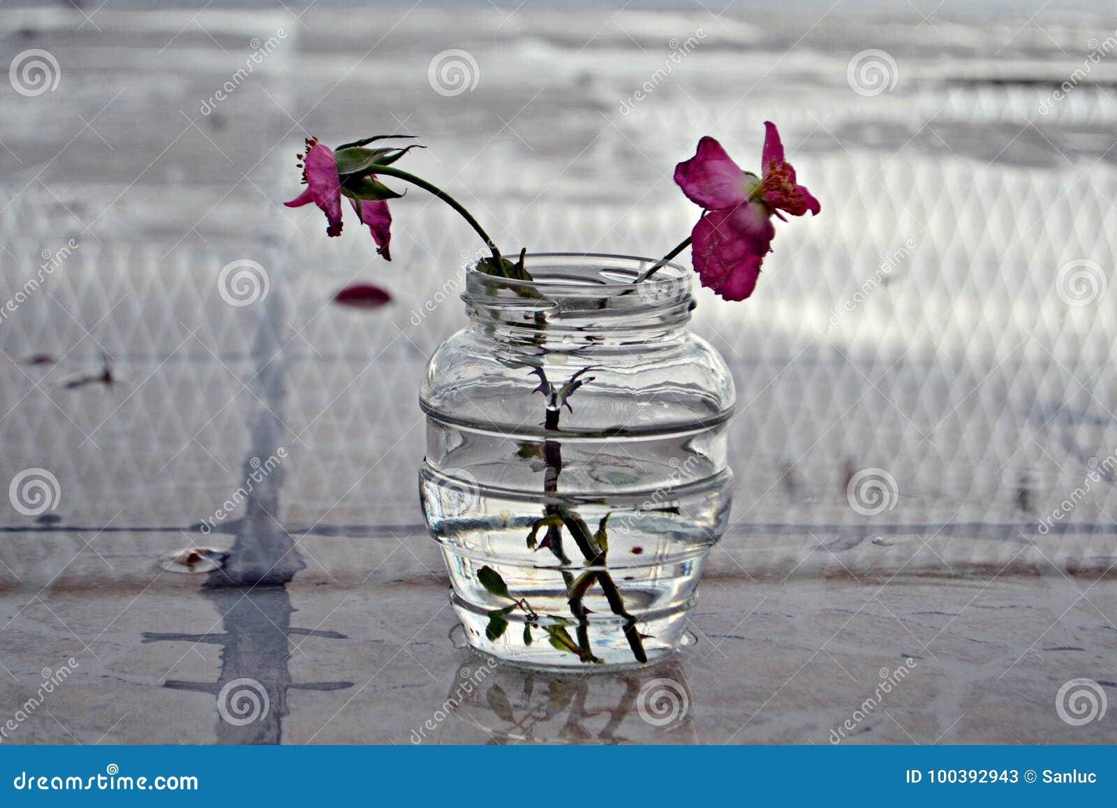 Two roses in the vase stock image. Image of flower, petals - 100392943