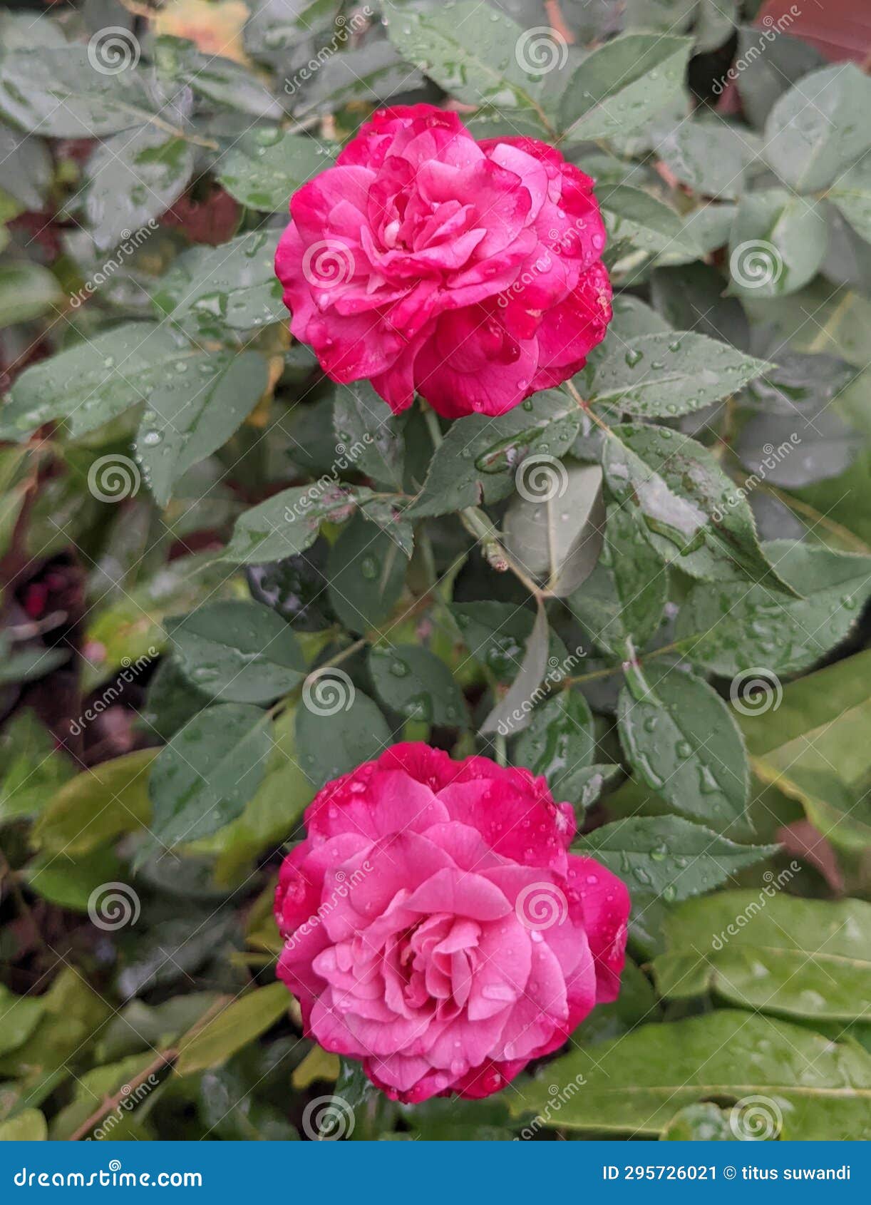 Two Red Roses Nice Flower Background Natural Color Stock Image - Image ...