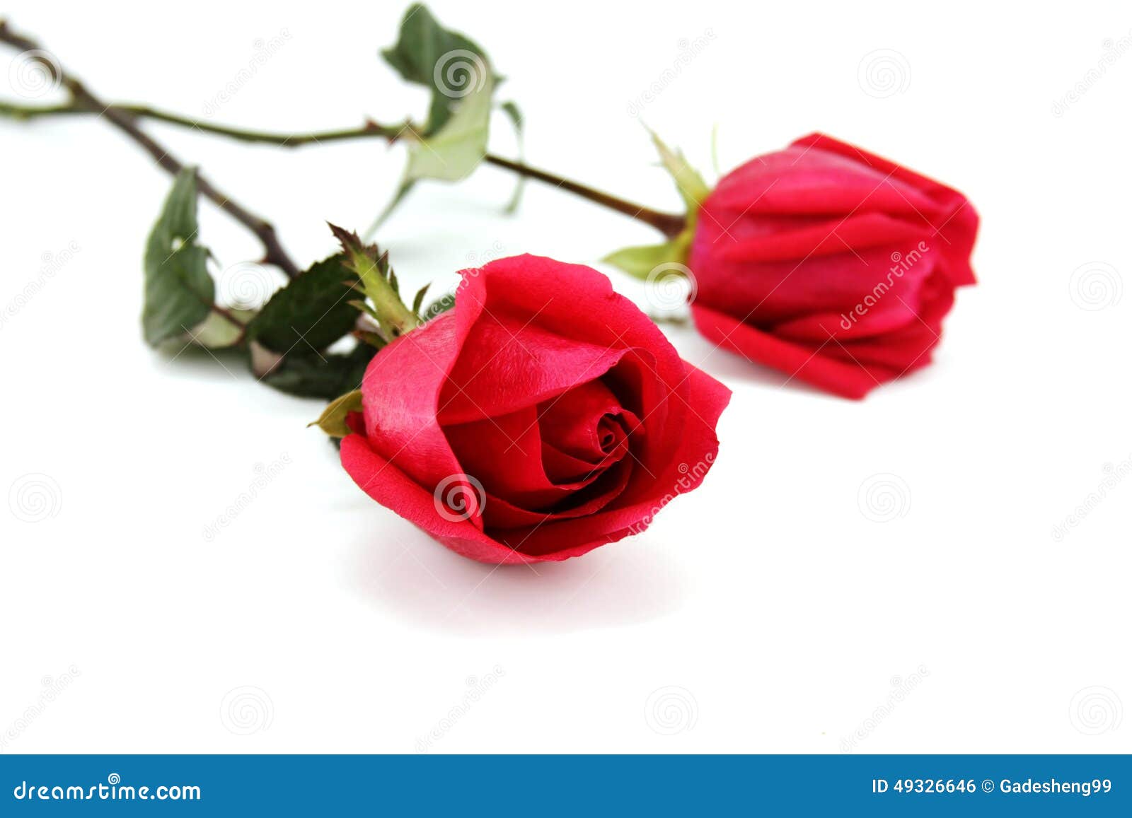 Two red roses stock photo. Image of gift, blossom, european - 49326646