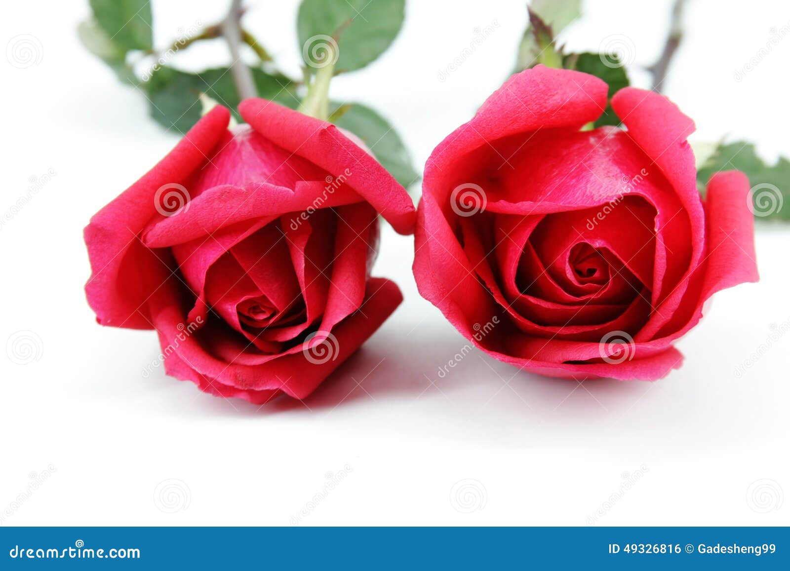 Two red roses stock photo. Image of beauty, copyspace - 49326816