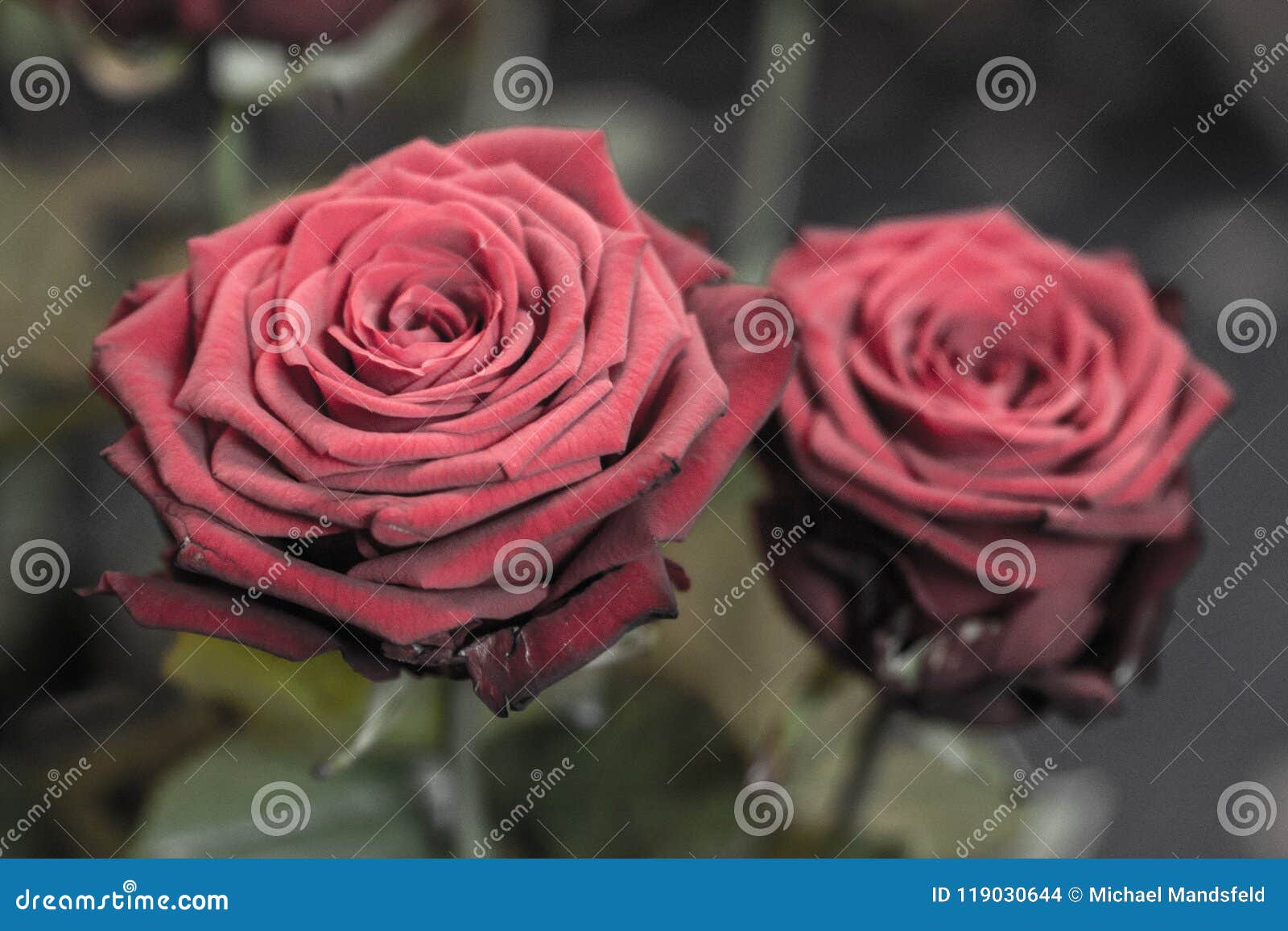 Two roses in a vase stock photo. Image of flora, colorful - 119030644