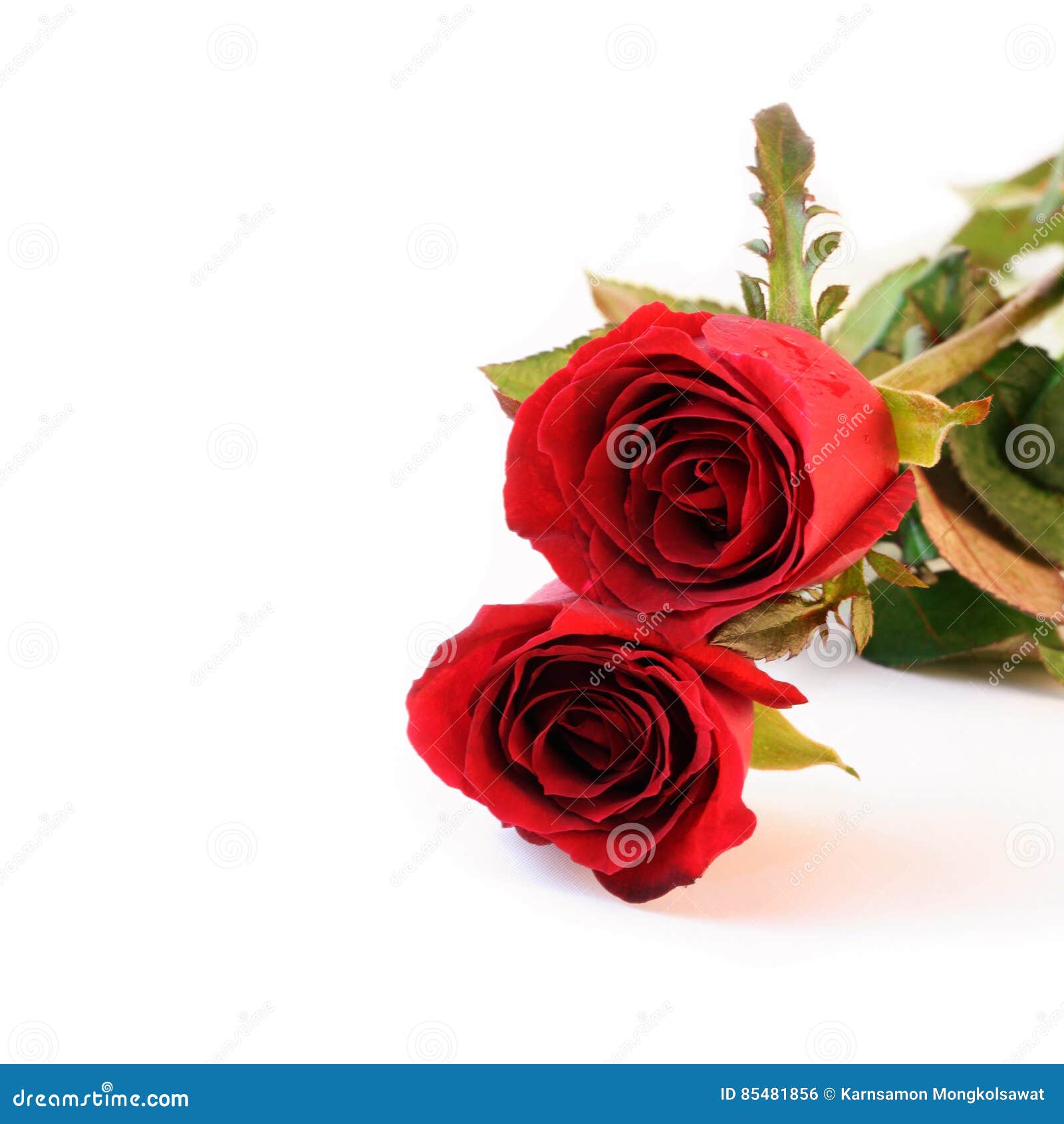 Two Red Roses On White Background Stock Photo - Image of leaf, floral ...