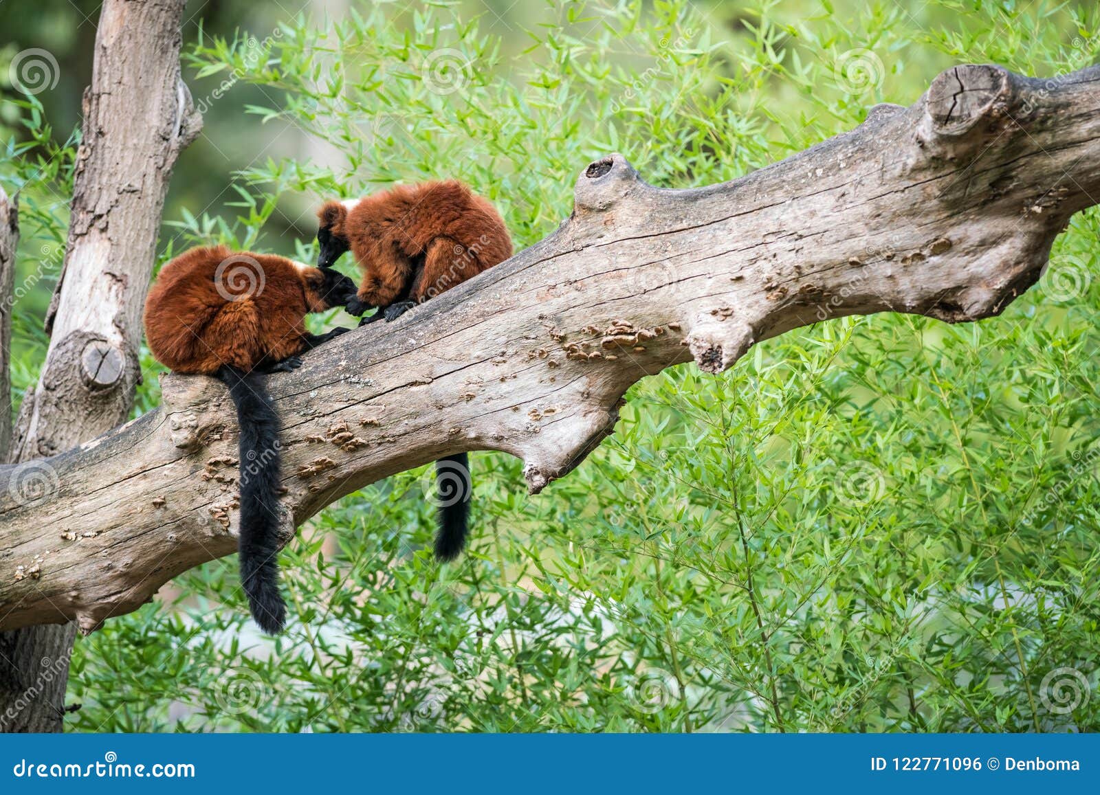Two Red ruffed lemur stock photo. Image of closeup, sweet - 122771096