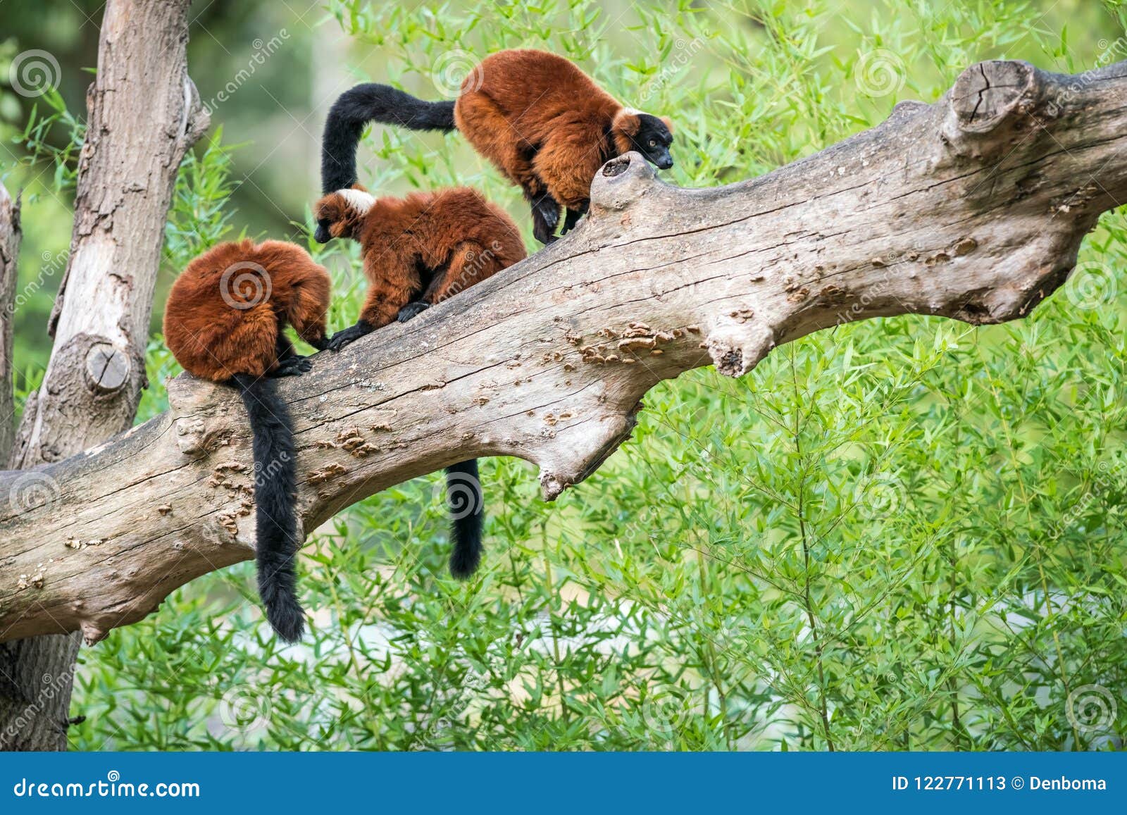 Two Red ruffed lemur stock image. Image of sweet, wildlife - 122771113