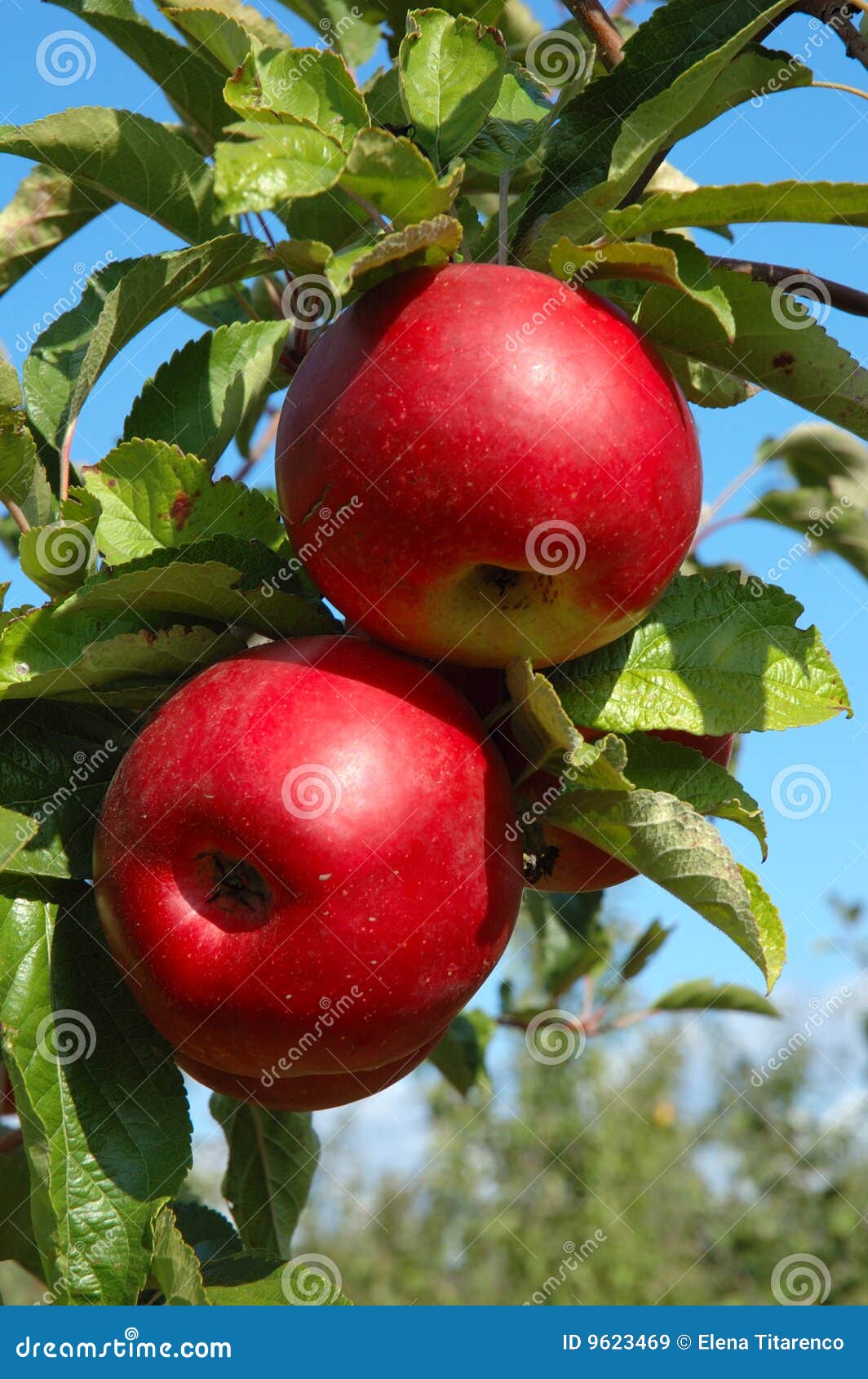 Two Red Shiny Delicious Apples Stock Image - Image of agriculture, leaf ...