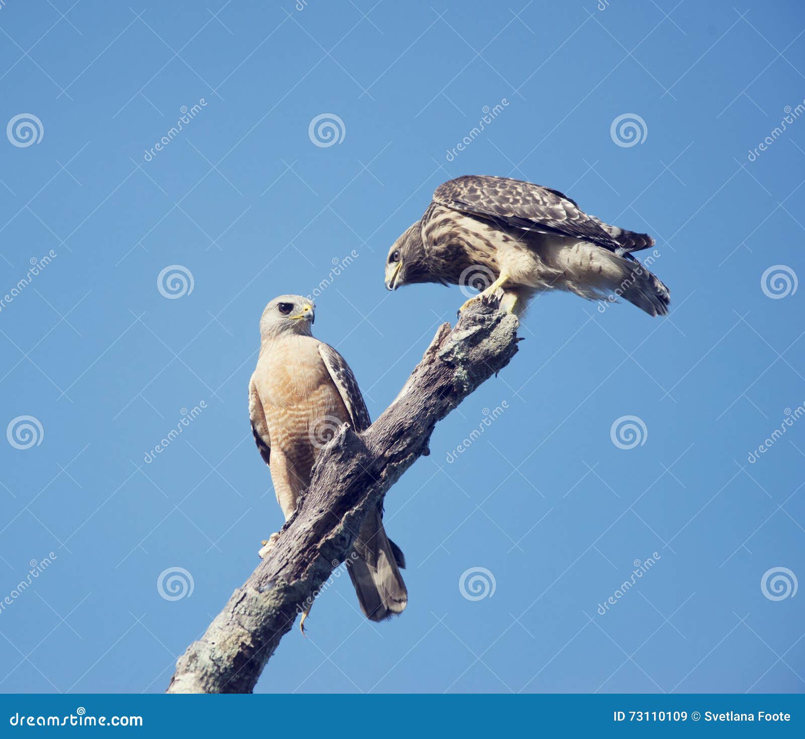 Two Red Shouldered Hawks stock image. Image of outdoor - 73110109