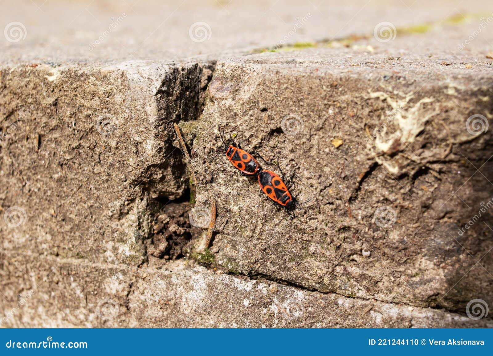 Two Red Soft Beetle Beetles on Concrete Stock Photo - Image of macro ...