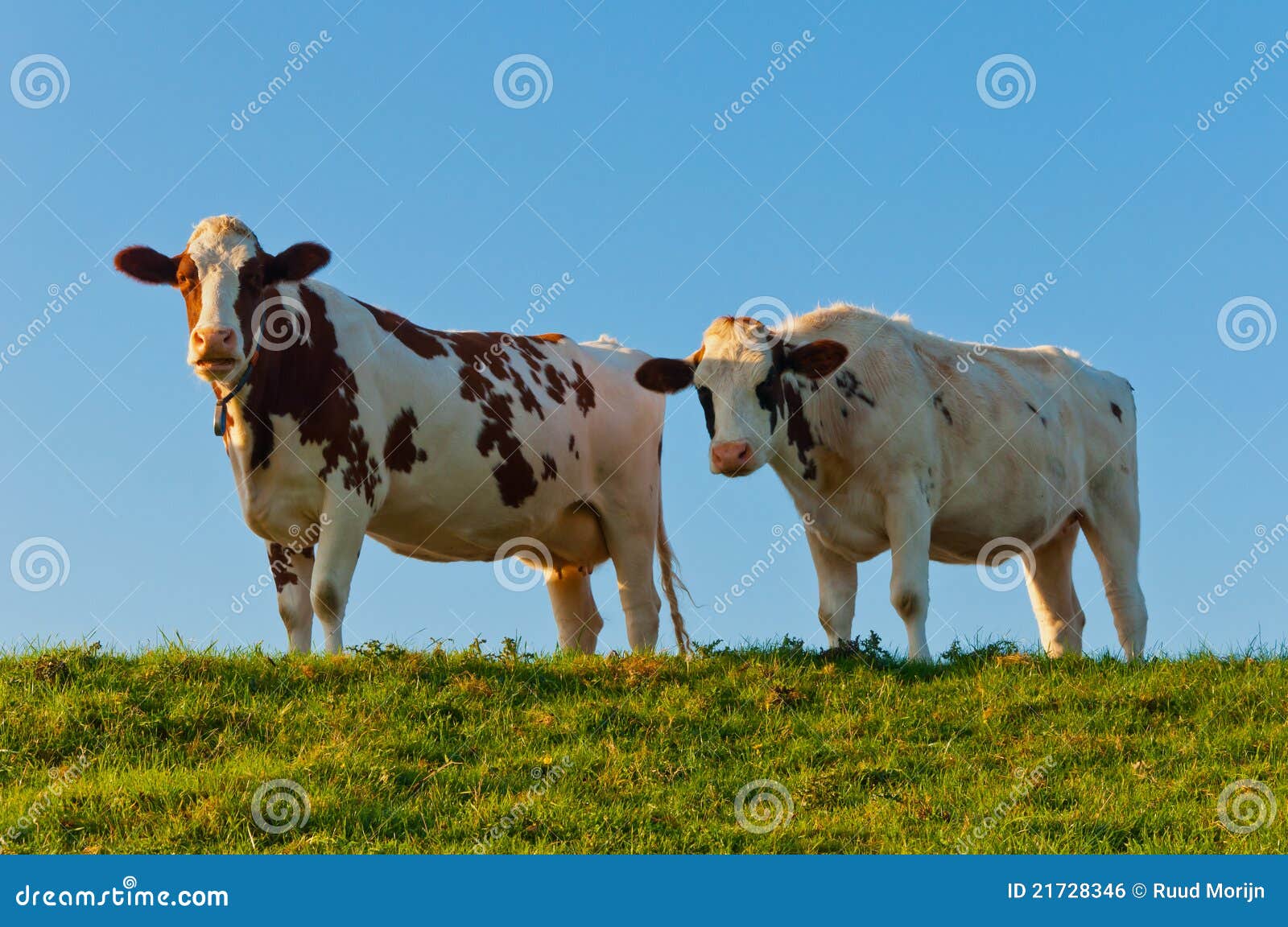 Two Red Spotted Cows Side by Side Stock Photo - Image of countryside ...