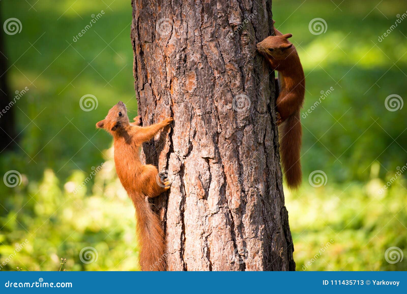 Two Red Squirrels Play on the Tree. Stock Image - Image of rodent ...