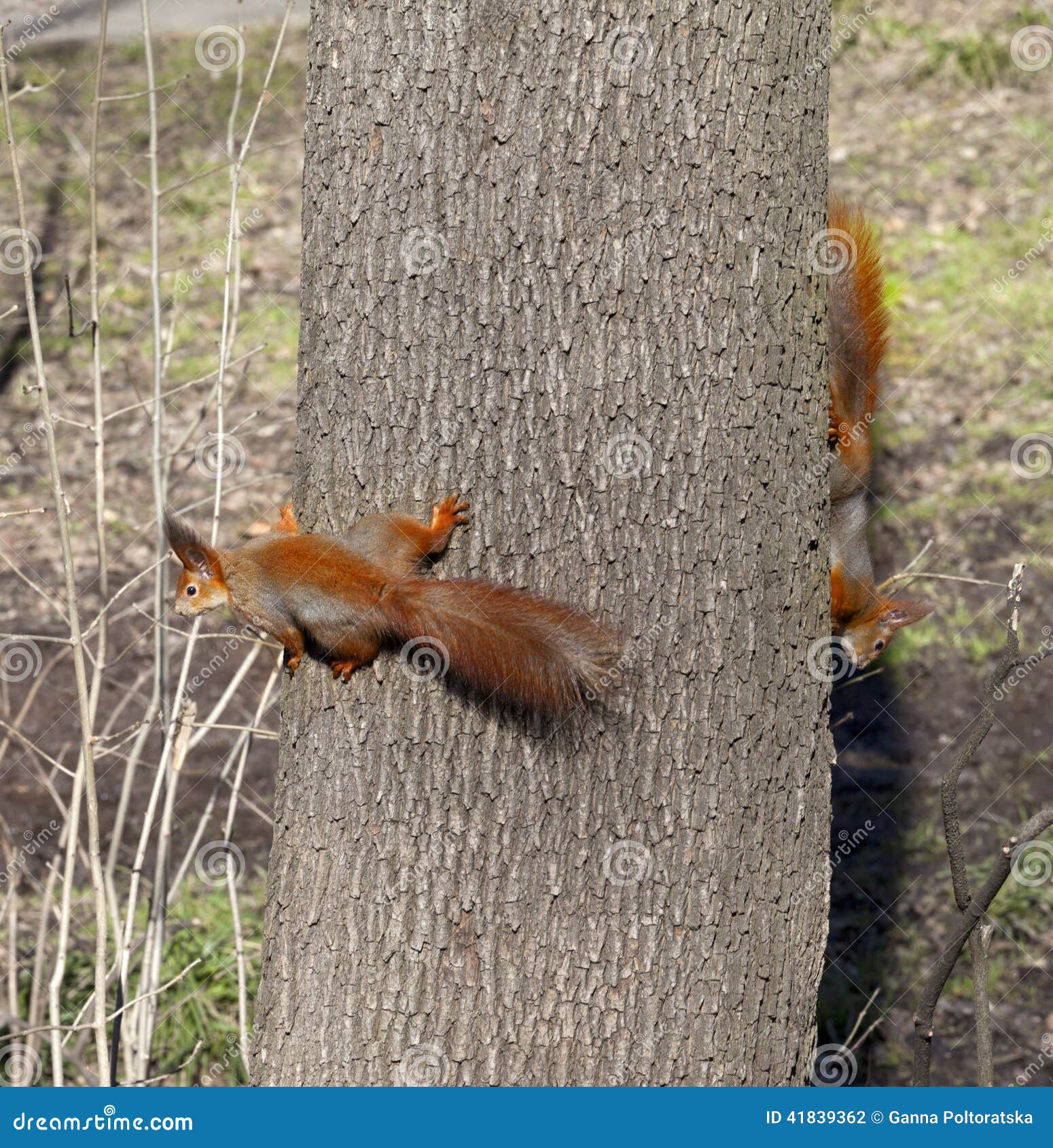 Two Red Squirrels on Tree Trunk Stock Photo - Image of gnawer, curious ...