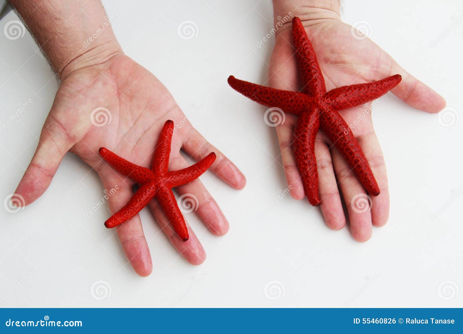 Two red starfish stock photo. Image of ocean, sepositus - 55460826