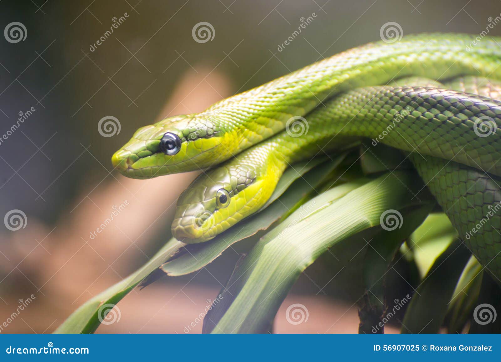 RED-TAILED GREEN RAT SNAKE Gonyosoma Oxycephala, HEAD OF ADULT Royalty ...