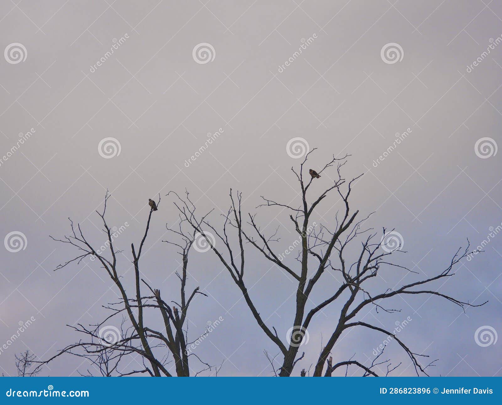 Two Red-Tailed Hawks Perched in a Leafless Tree Stock Photo - Image of ...
