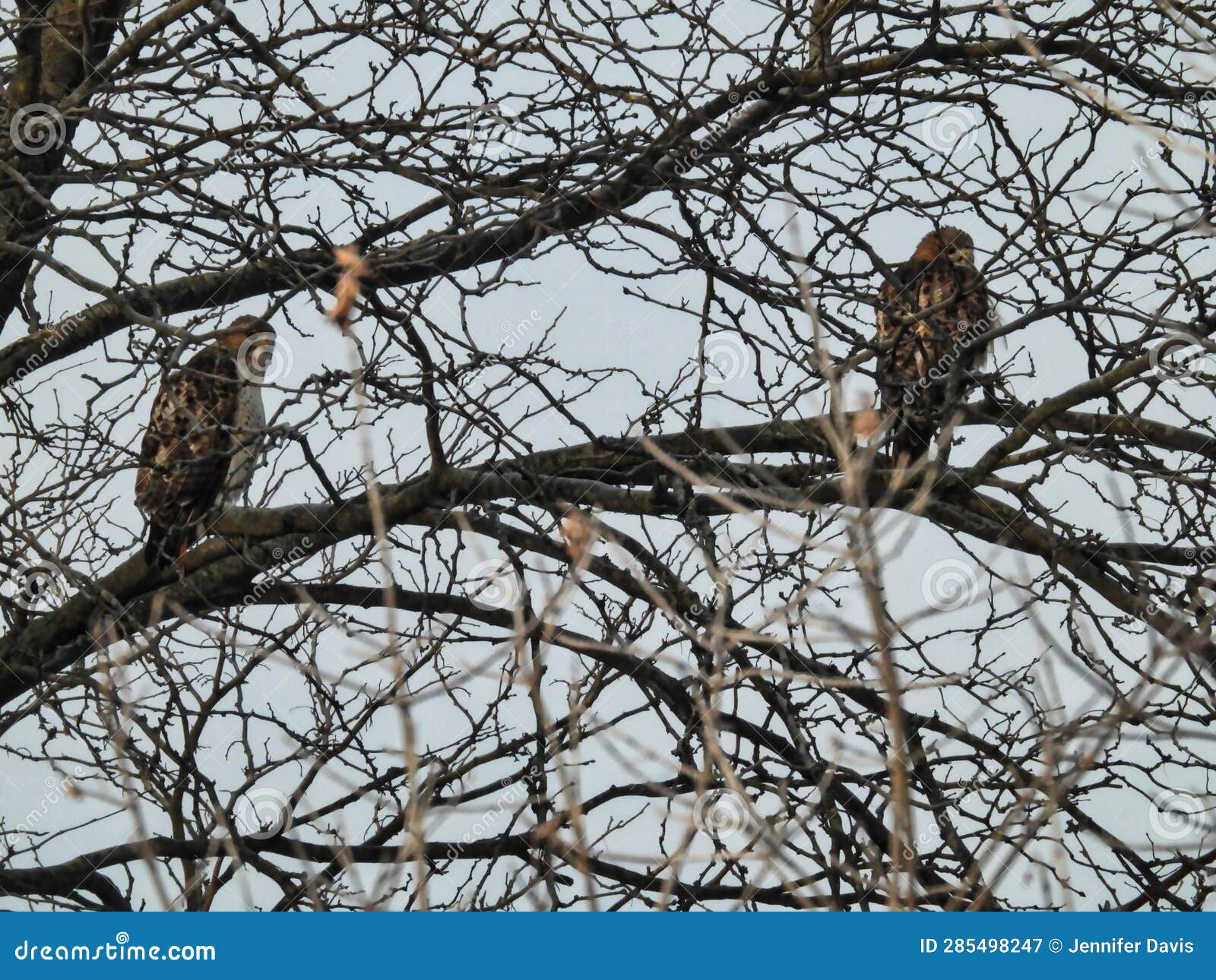 Two Red-Tailed Hawks Perched on a Tree Branch in Winter Stock Image ...