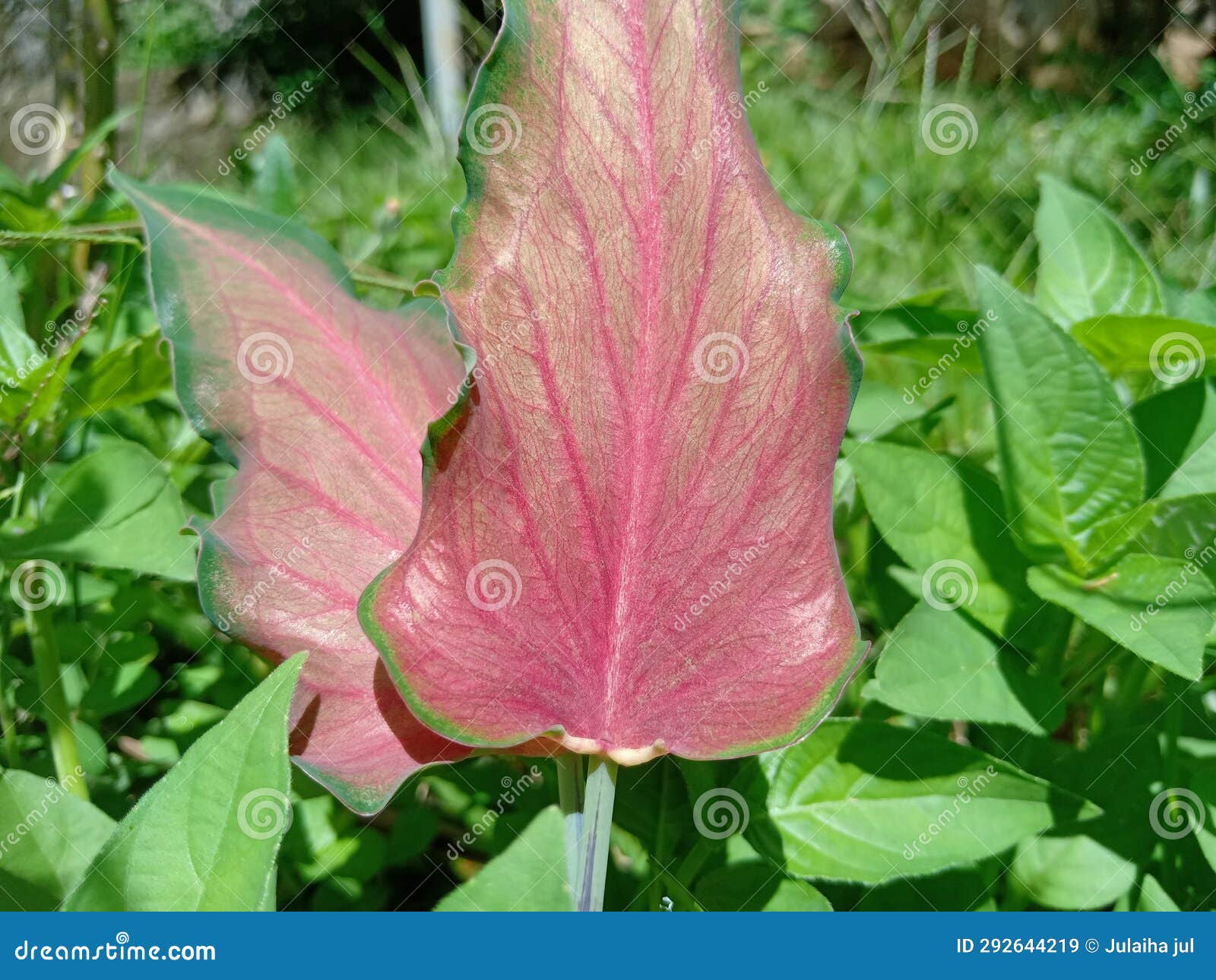 Two red taro leaves stock image. Image of tree, herb - 292644219