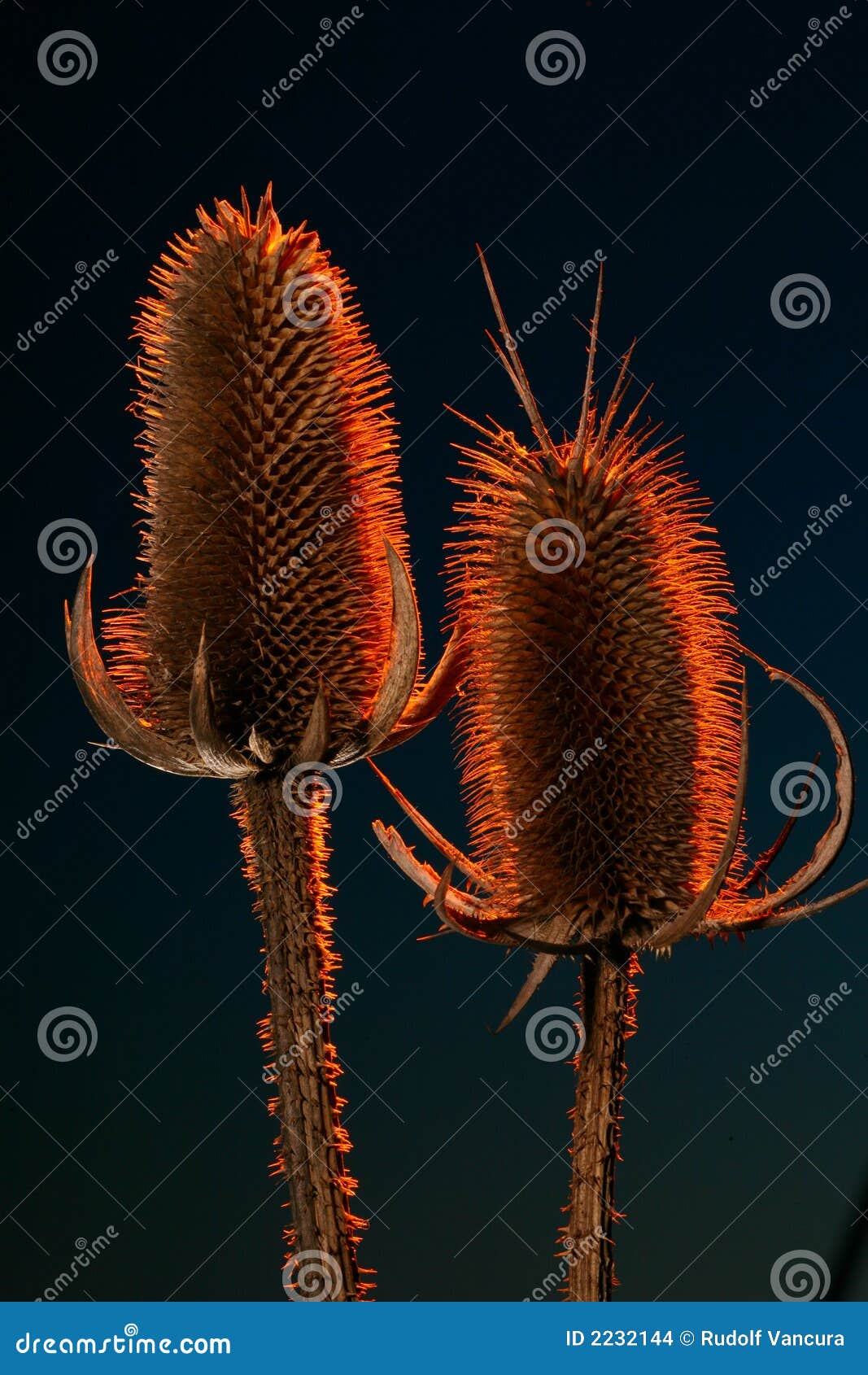 Two Red Thistles stock photo. Image of prickers, black - 2232144