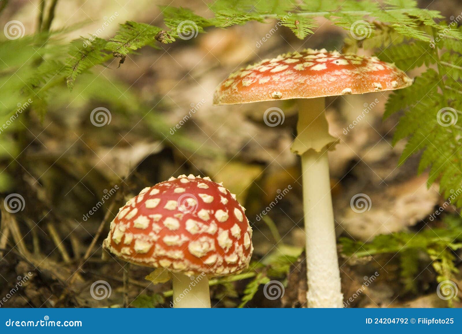 Two red toadstools stock photo. Image of green, poison - 24204792