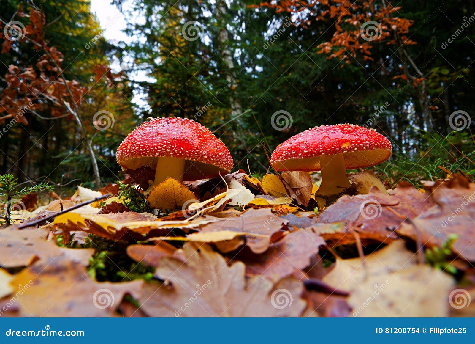 Two red toadstools stock photo. Image of closeup, beautiful - 81200754
