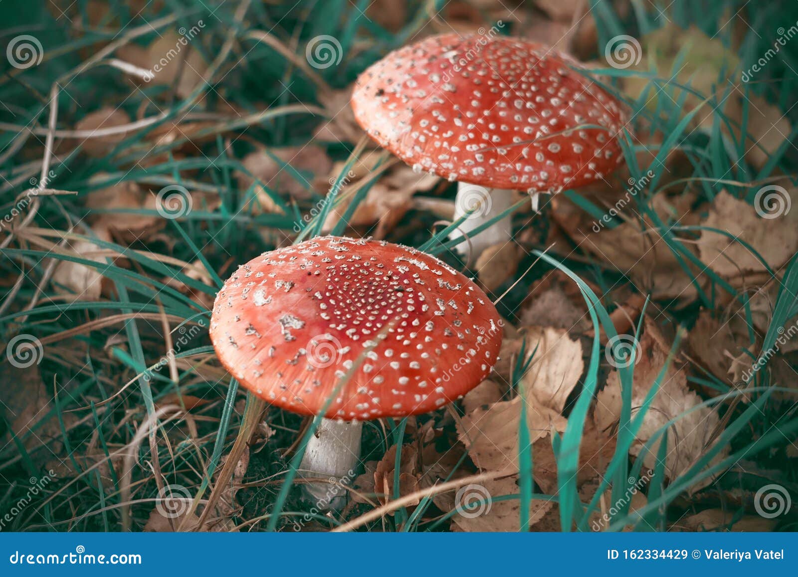 Two Red Toadstools Grow in a Clearing Dotted with Fallen Autumn Leaves ...