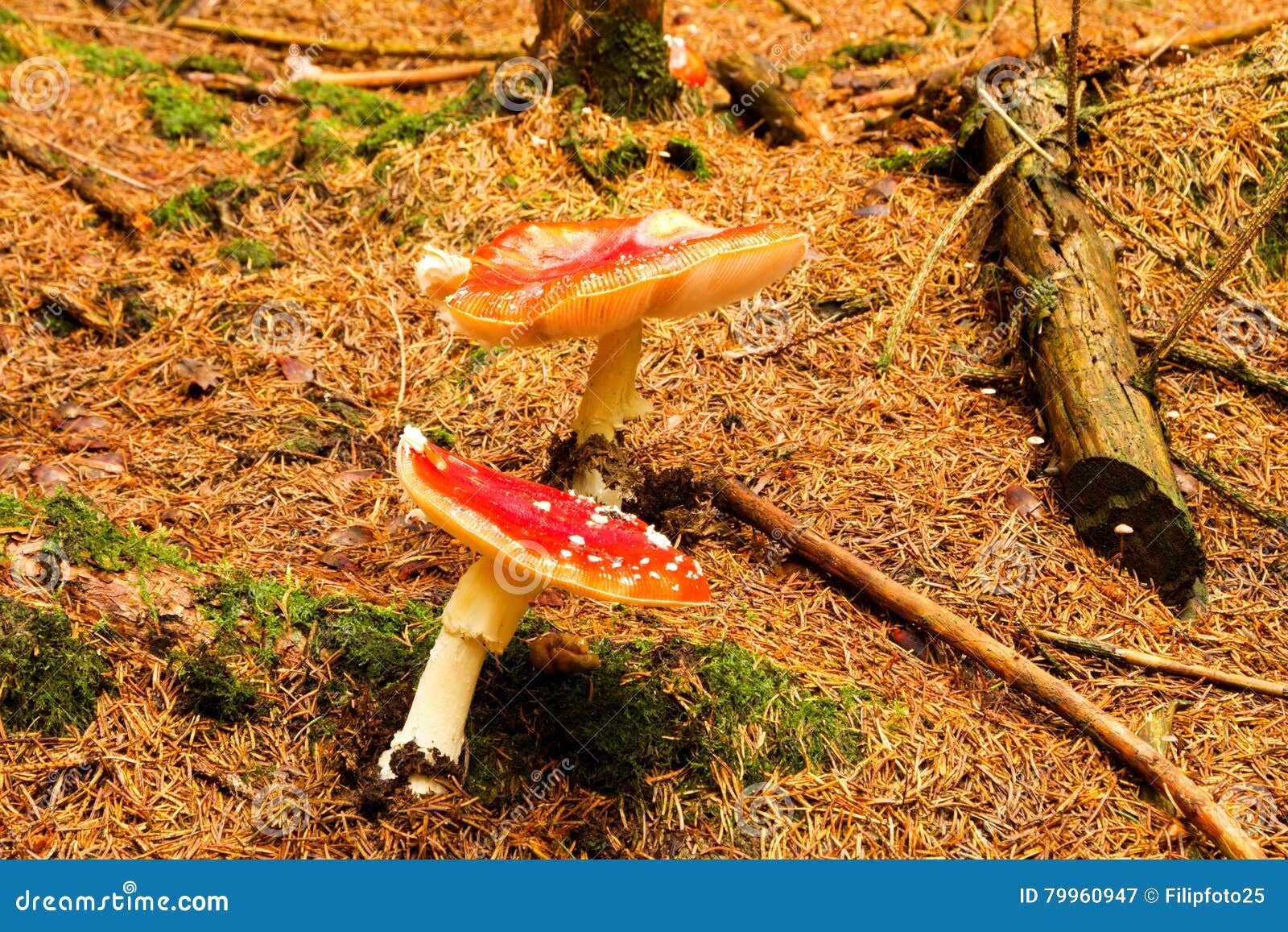 Two red toadstools stock image. Image of nature, autumn - 79960947