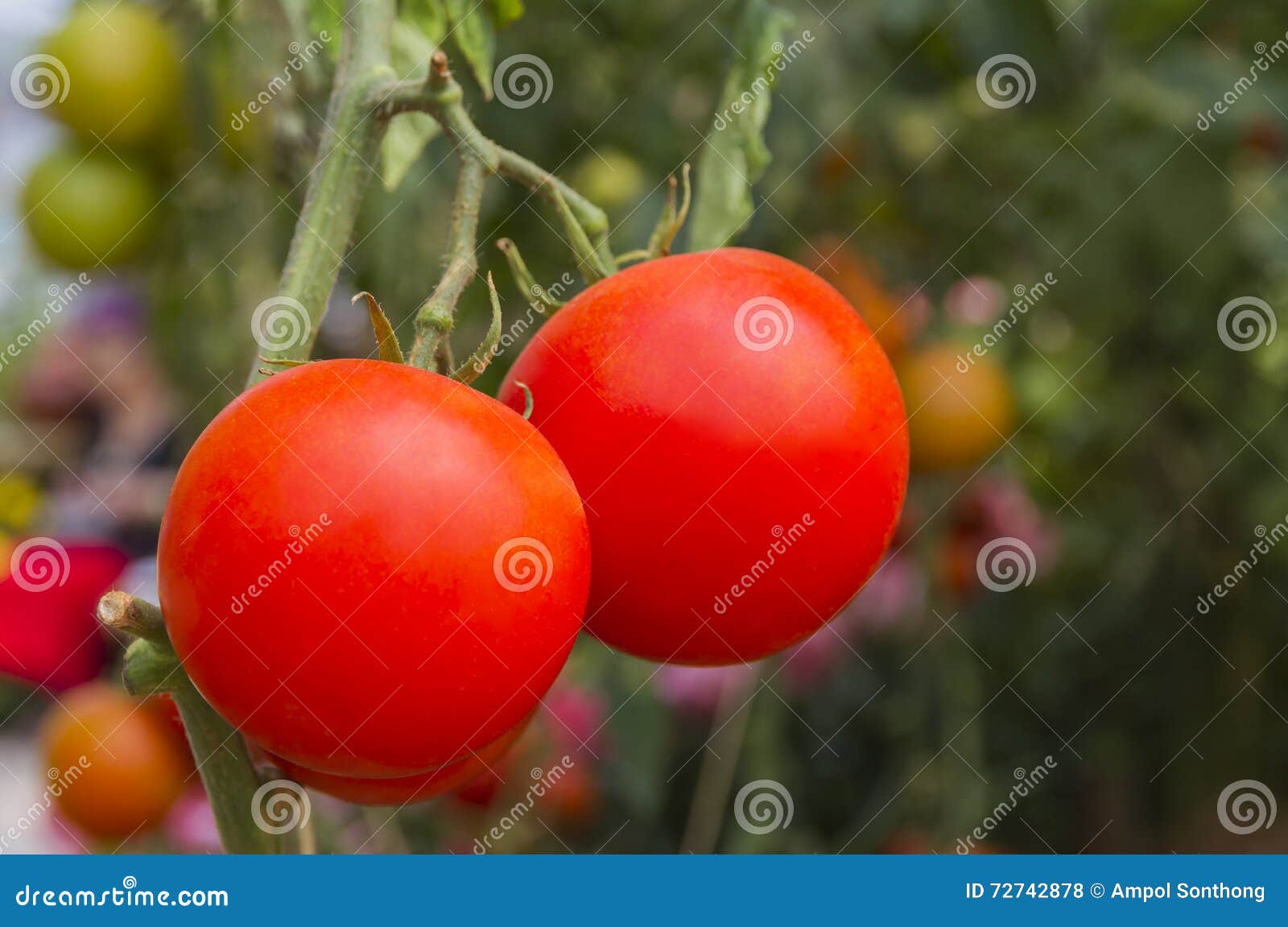 Two Red Tomatoes. stock photo. Image of organic, culture - 72742878