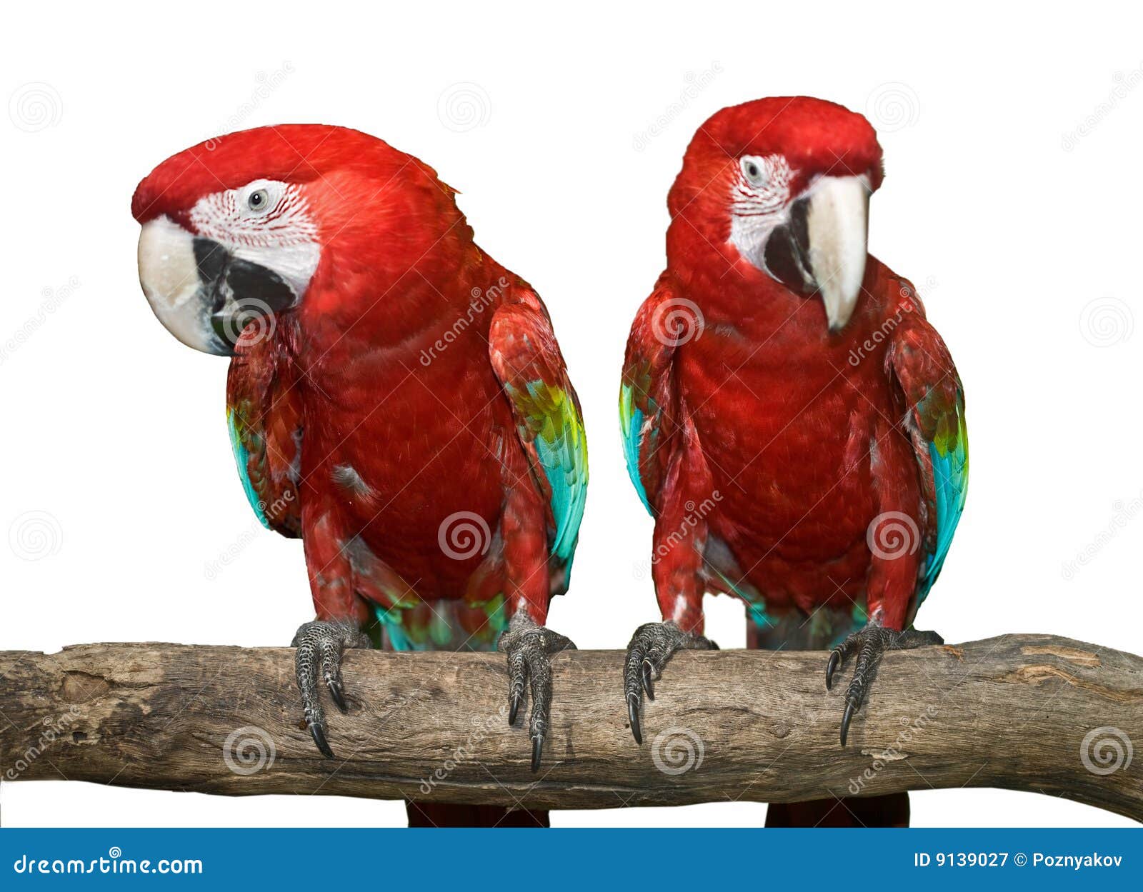 Two Red Tropical Wild Parrot. Stock Image - Image of family, blue: 9139027