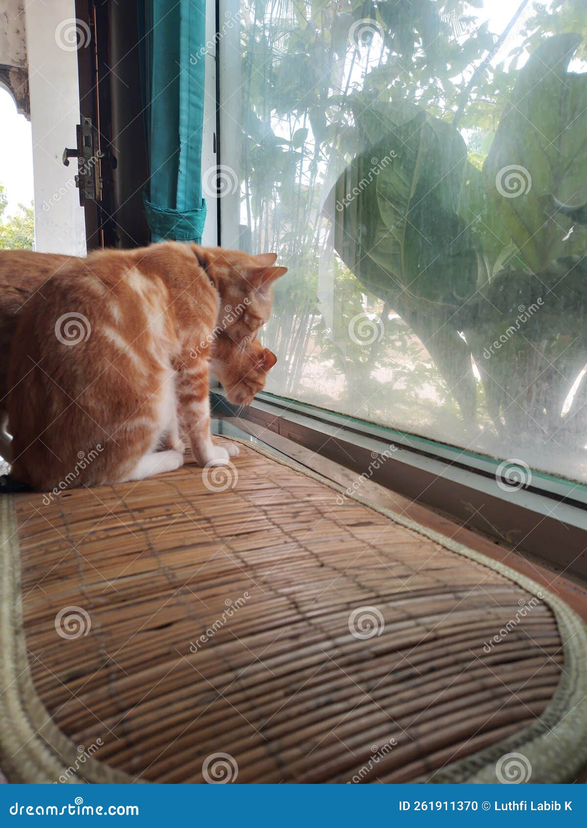 Two Red Tubby Kittens stock photo. Image of mammal, wood - 261911370
