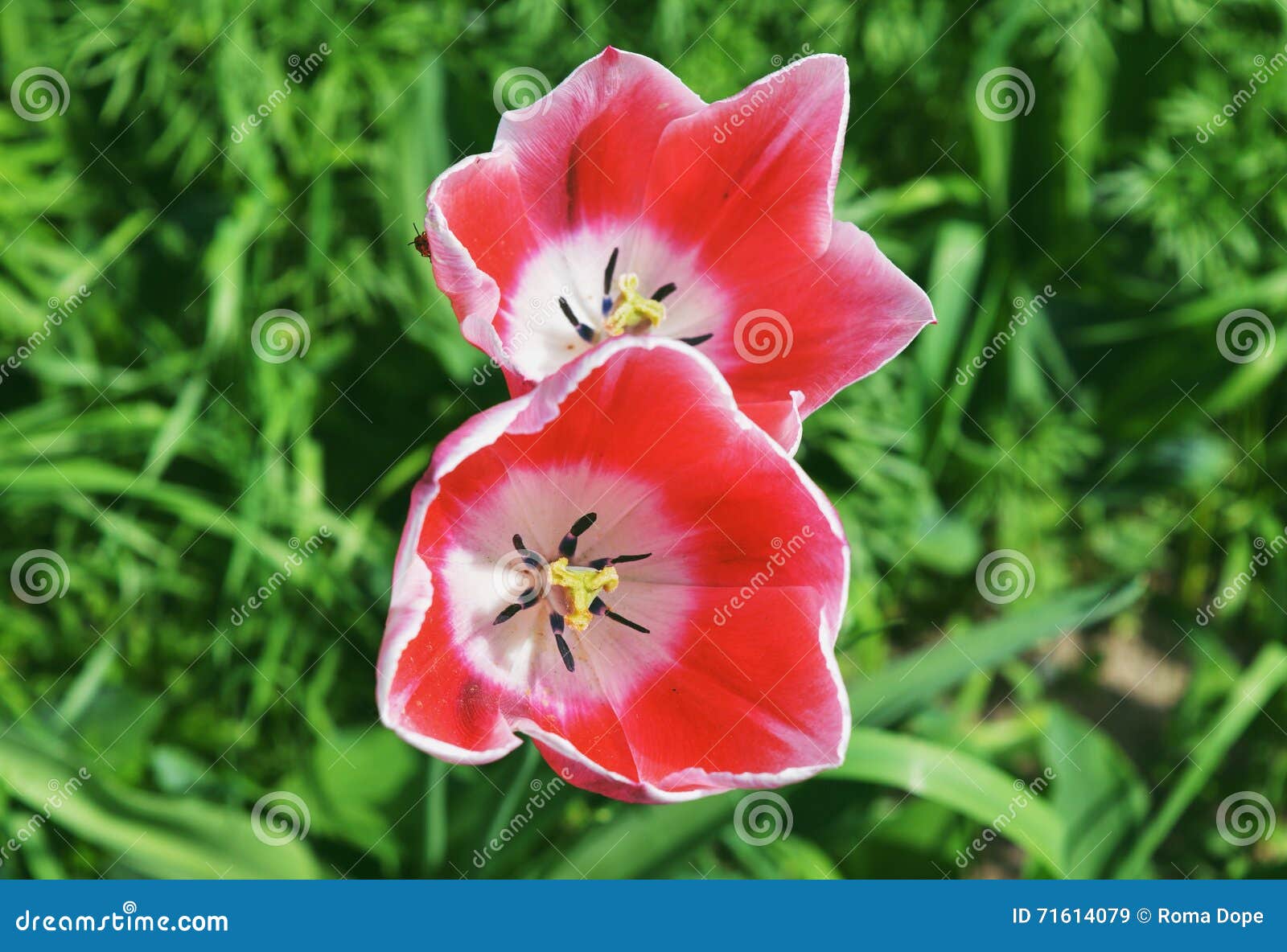 Two red tulips stock image. Image of closeup, flowers - 71614079