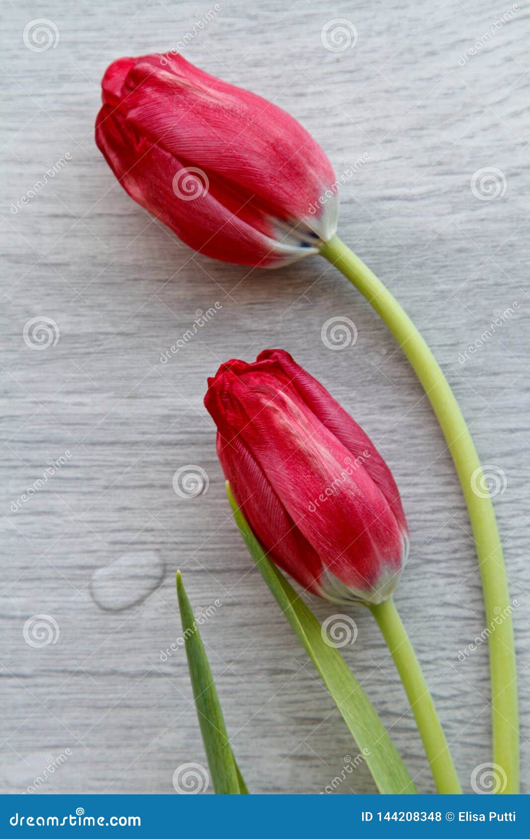 Two Red Tulips on Grey Background Stock Photo - Image of beauty, pink ...