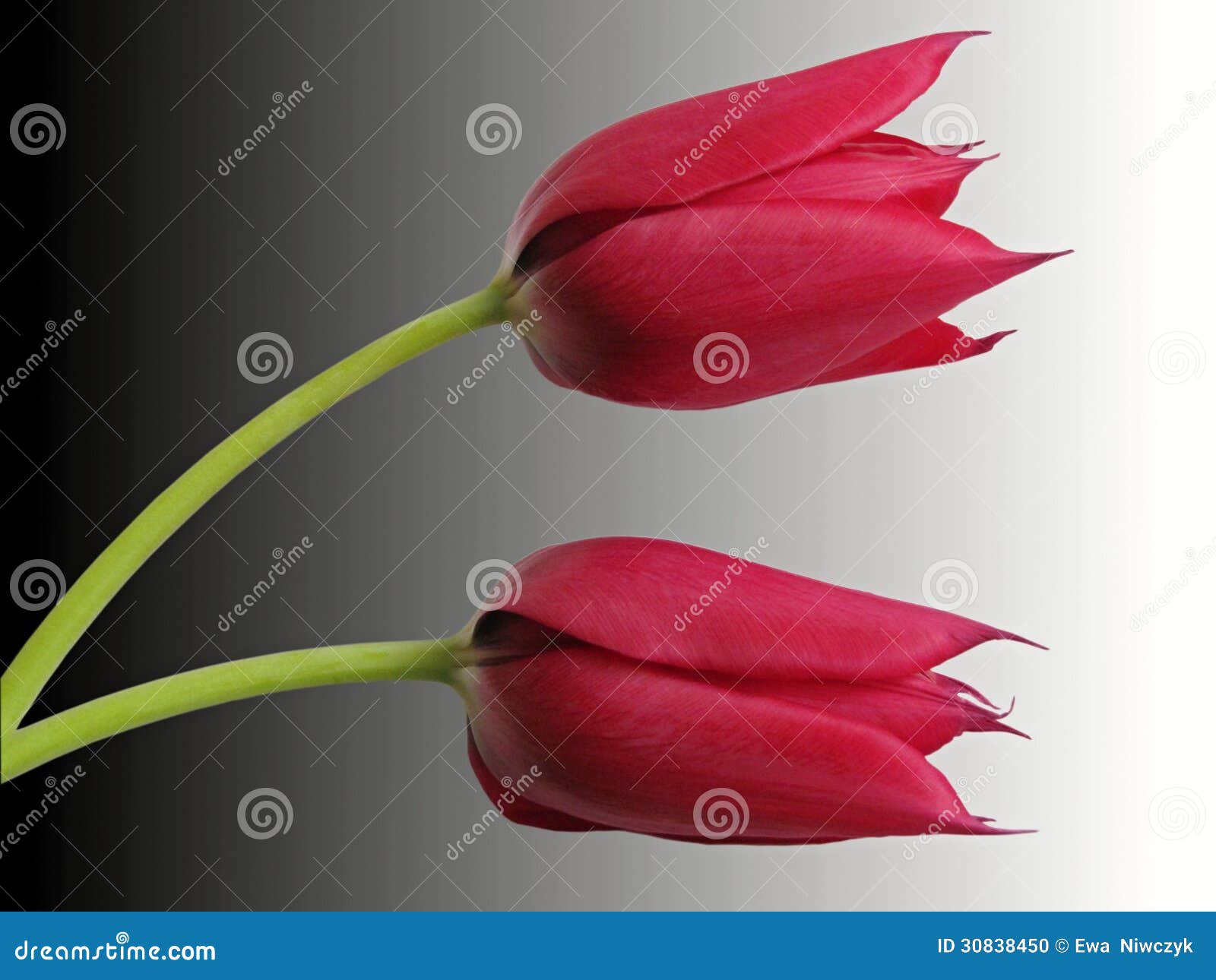 Two red tulips stock photo. Image of nature, isolated - 30838450