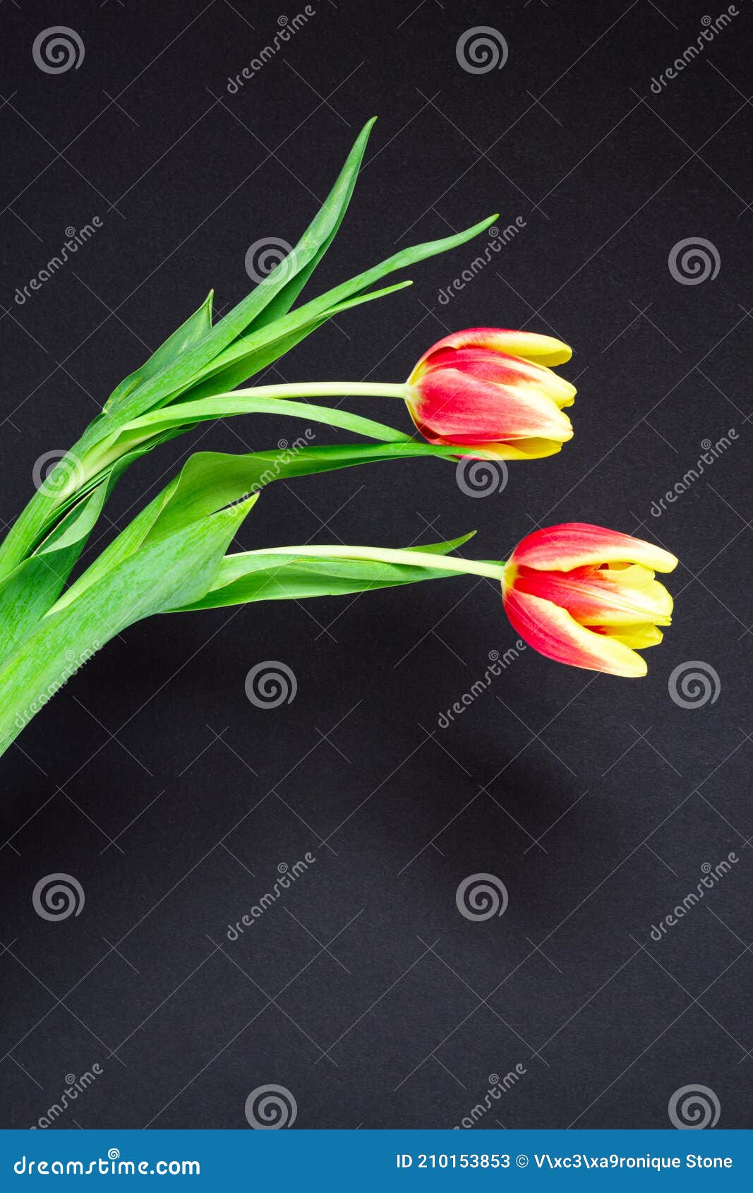 Two red and yellow tulips stock image. Image of colors - 210153853