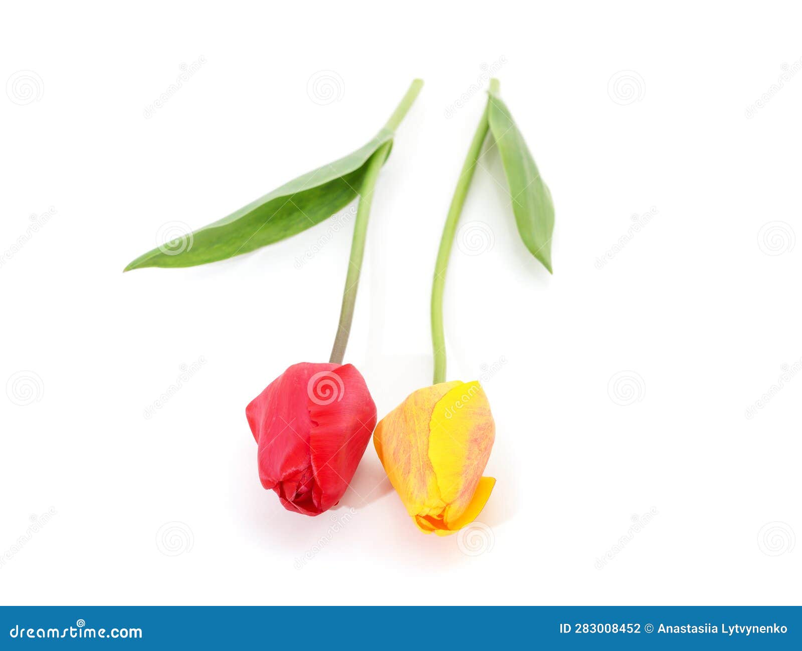 Two red and yellow tulips stock photo. Image of green - 283008452