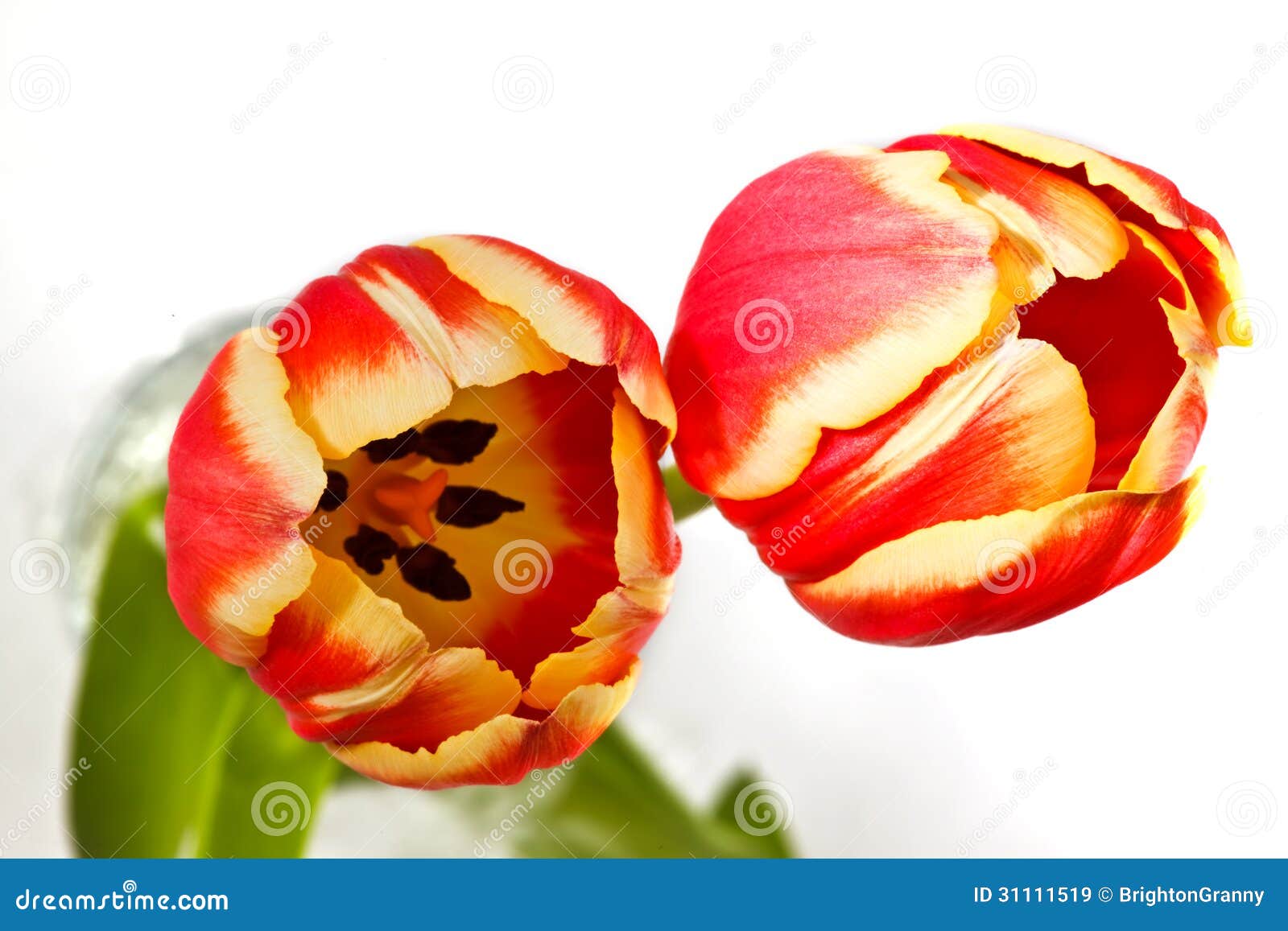 Two Red and Yellow Tulips stock image. Image of background - 31111519