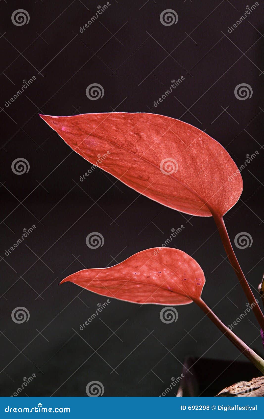 Two red zen leaves in team stock photo. Image of heirarchy - 692298