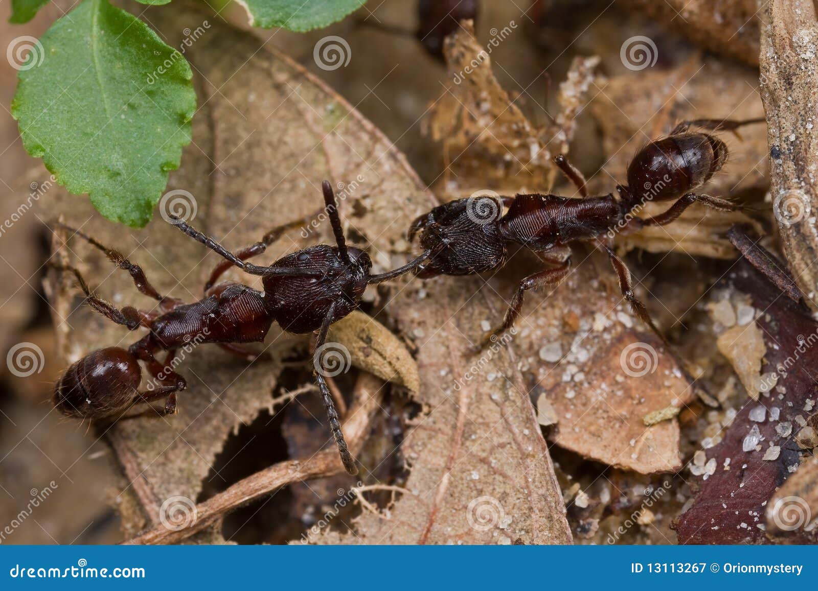Two Reddish Ants Having Tug of War Stock Image - Image of animal, macro ...