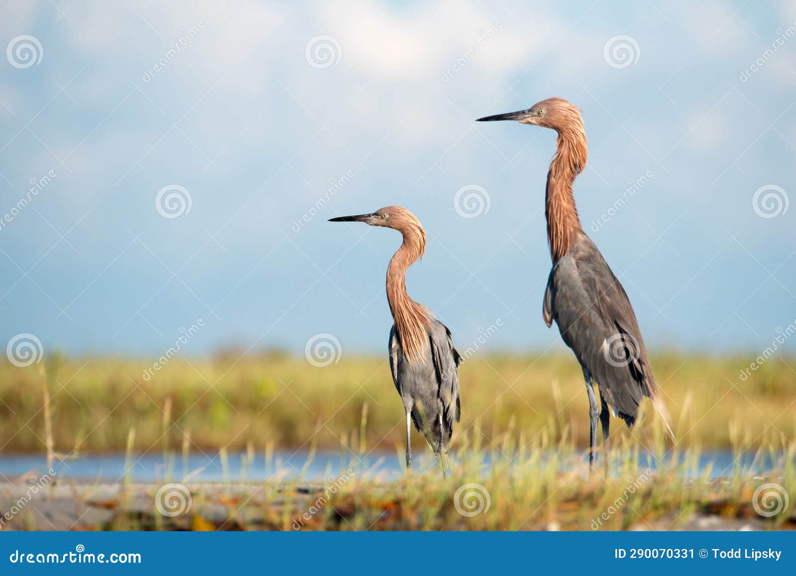 Two Reddish Egrets Looking Same Direction Stock Image - Image of green ...