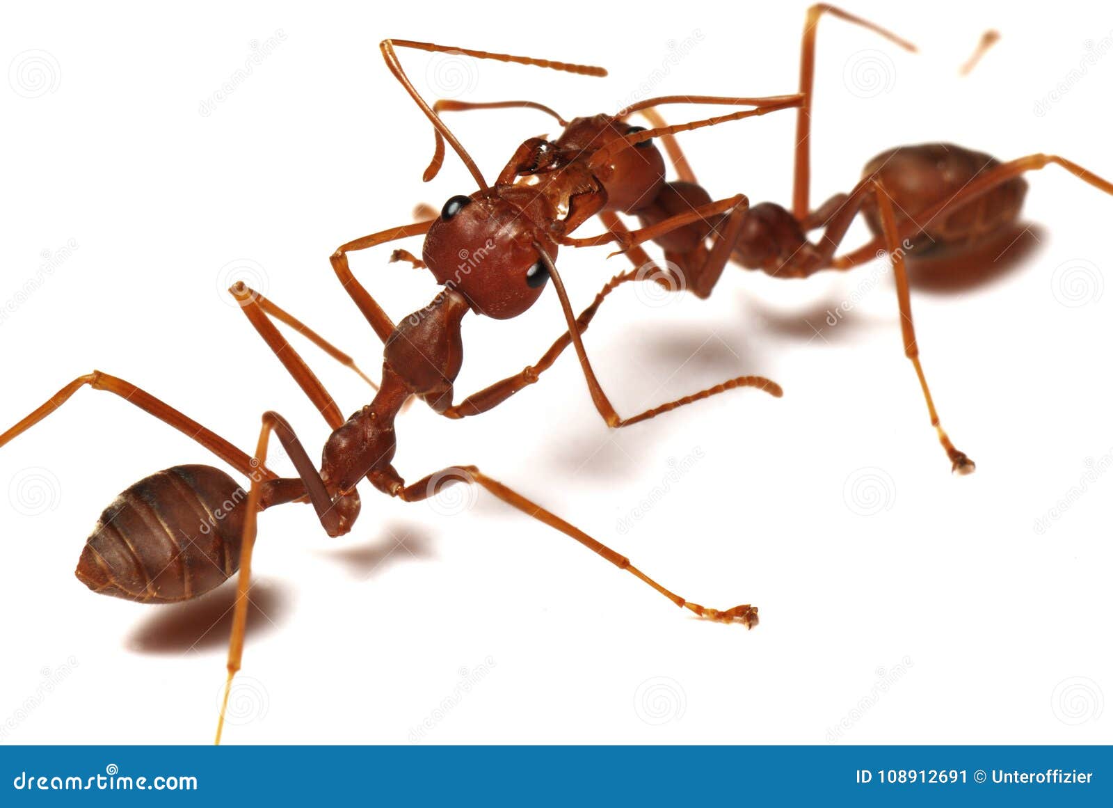 Two red ants communicating stock image. Image of insect - 108912691