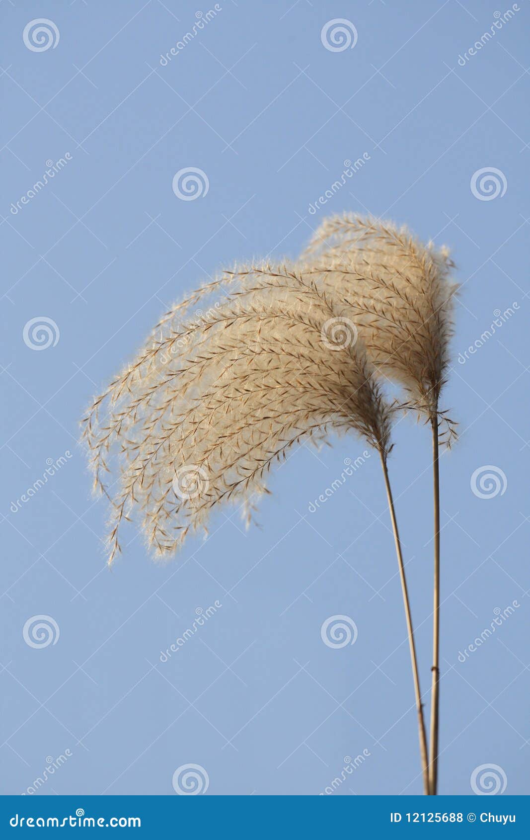 Two reed stock photo. Image of country, looking, life - 12125688