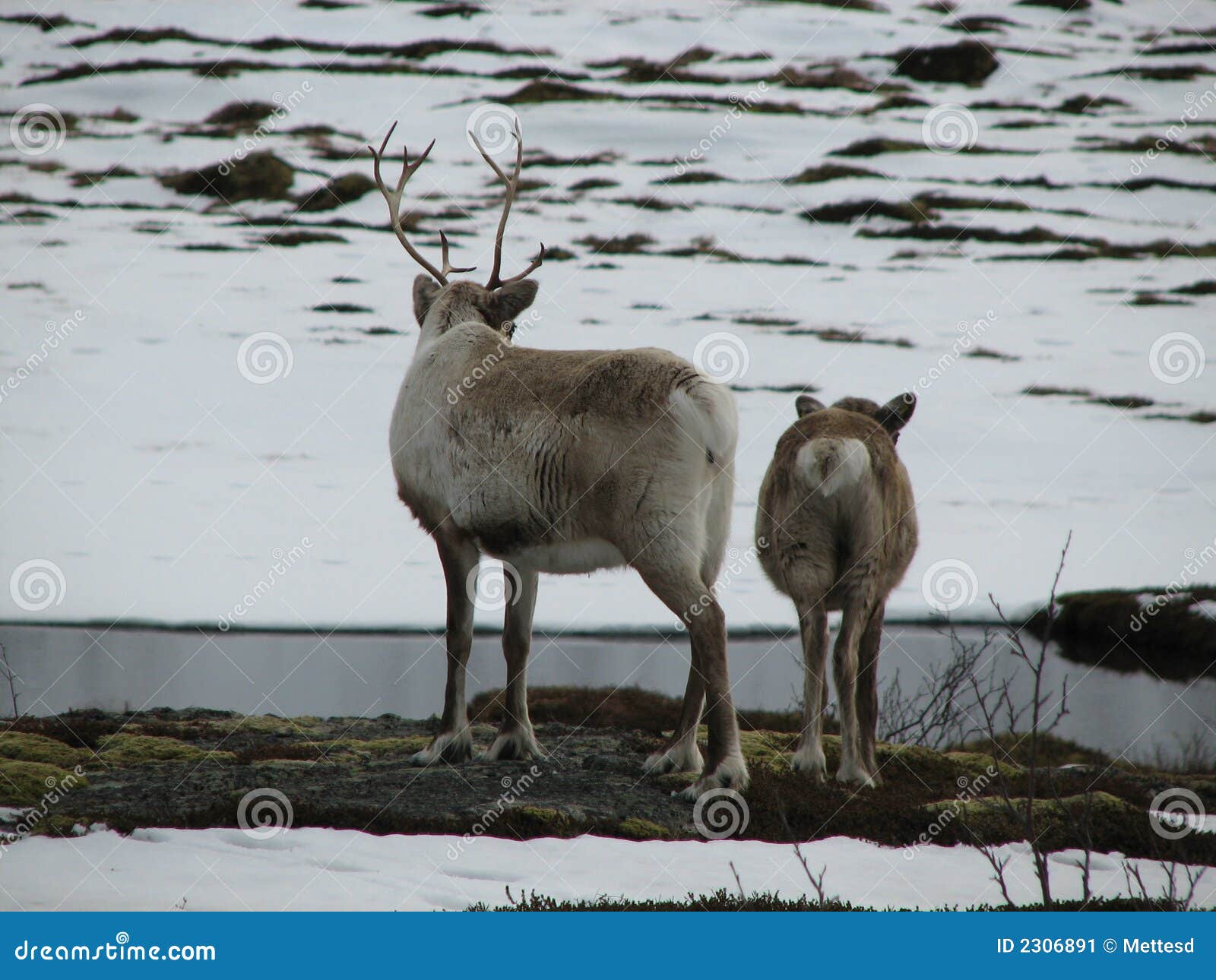 Two reindeer stock image. Image of calf, mountain, snow - 2306891