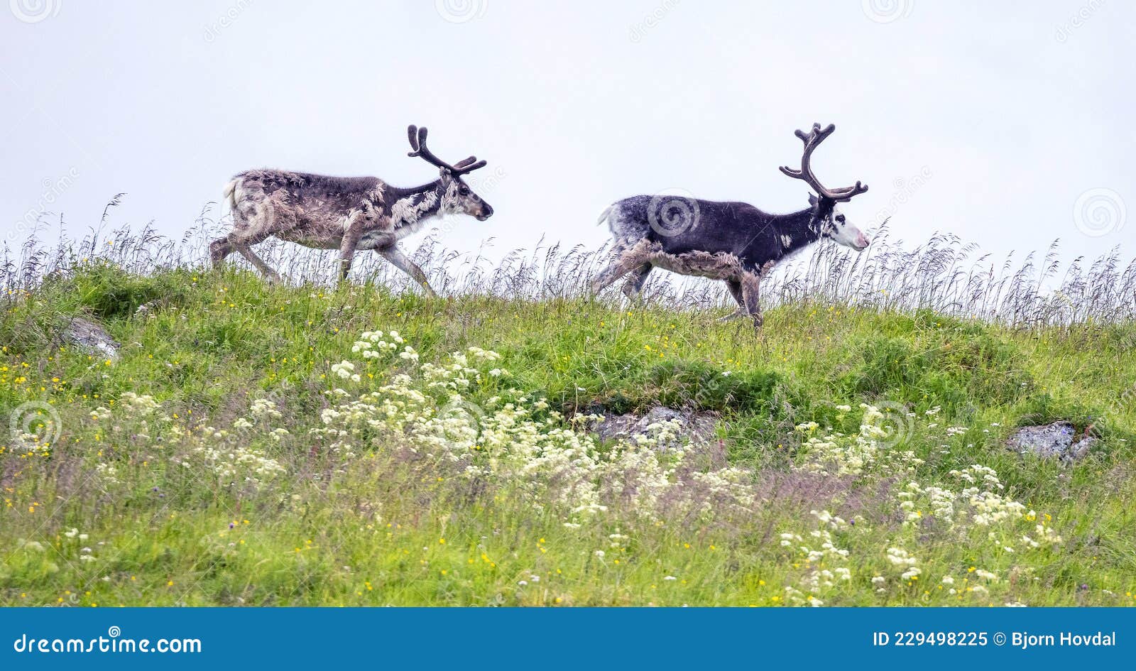 Two Reindeer on a Field with Grass. Stock Image - Image of view, scenic ...