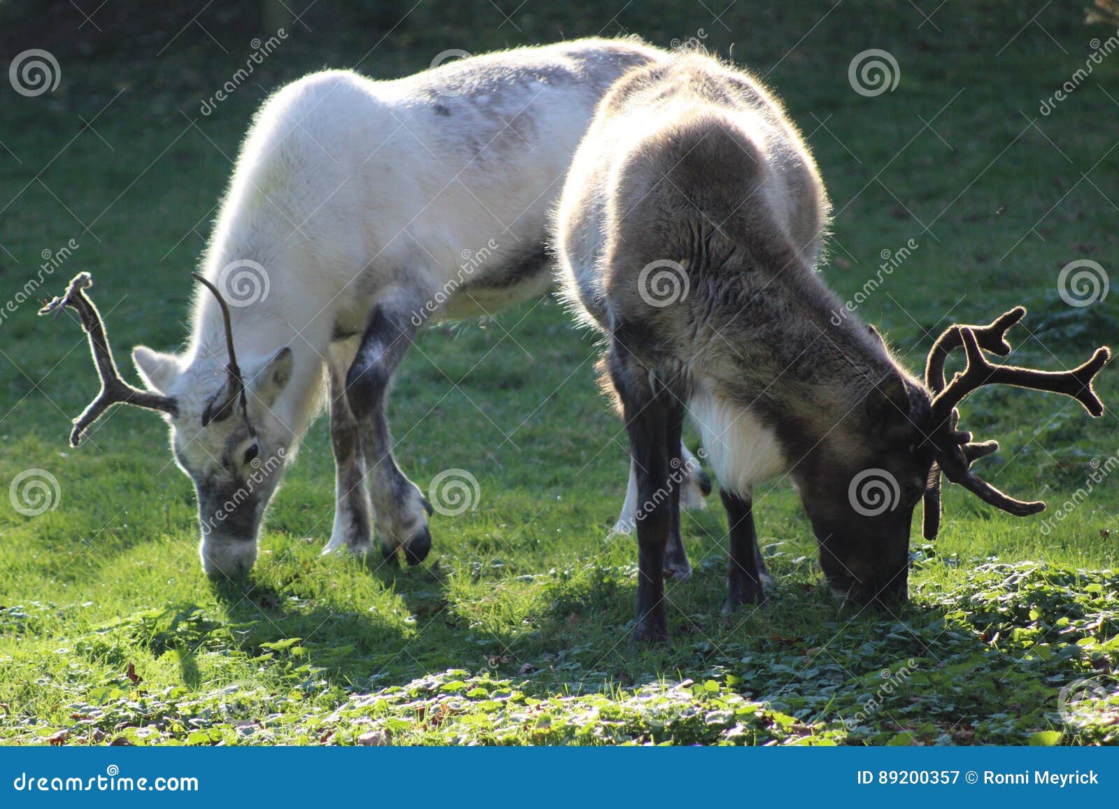 Two Reindeer stock image. Image of antlers, christmas - 89200357