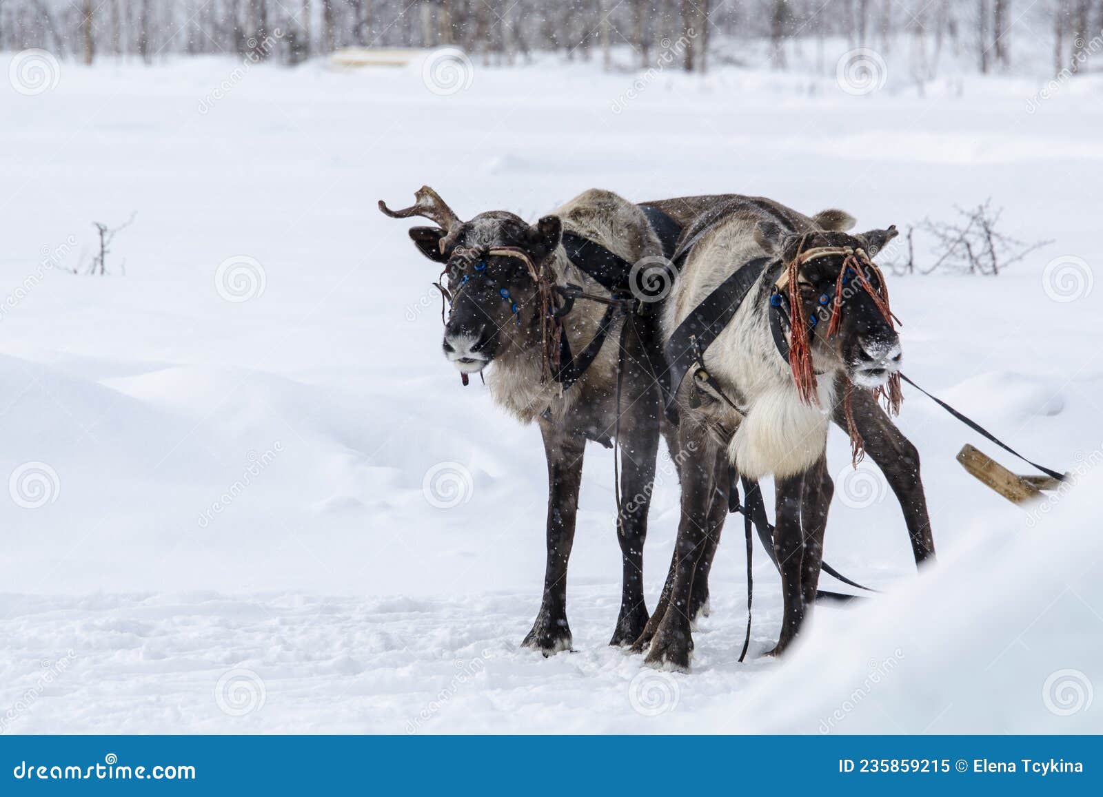 Two reindeer in harness stock image. Image of northern - 235859215