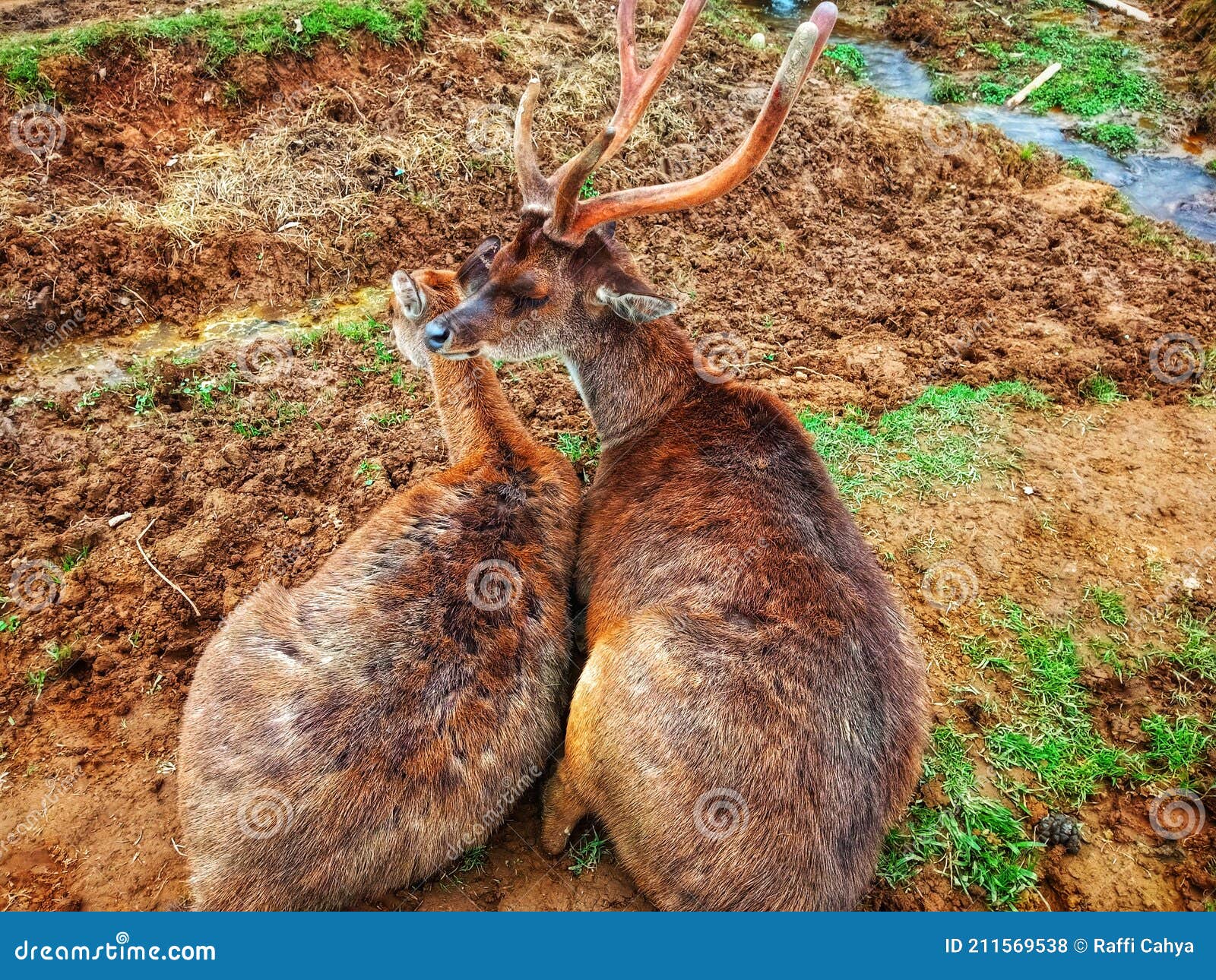 The Two Reindeer in Pairs Look so Cute and Adorable Stock Photo - Image ...