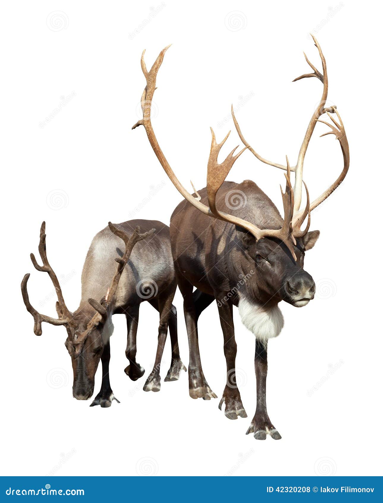 Two Reindeer stock photo. Image of male, wildlife, buck - 42320208