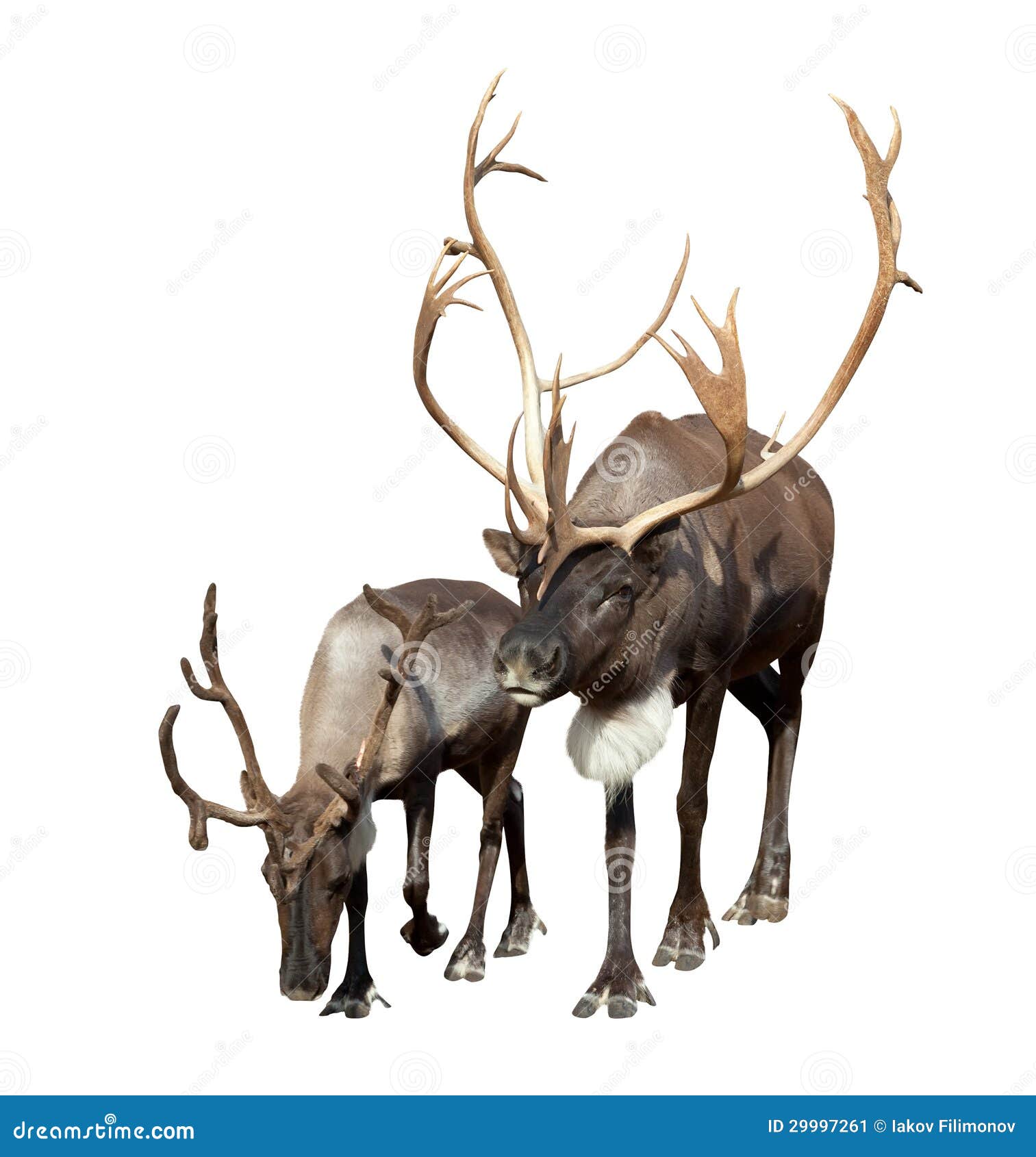 Two Reindeer stock image. Image of wildlife, length, mammal - 29997261
