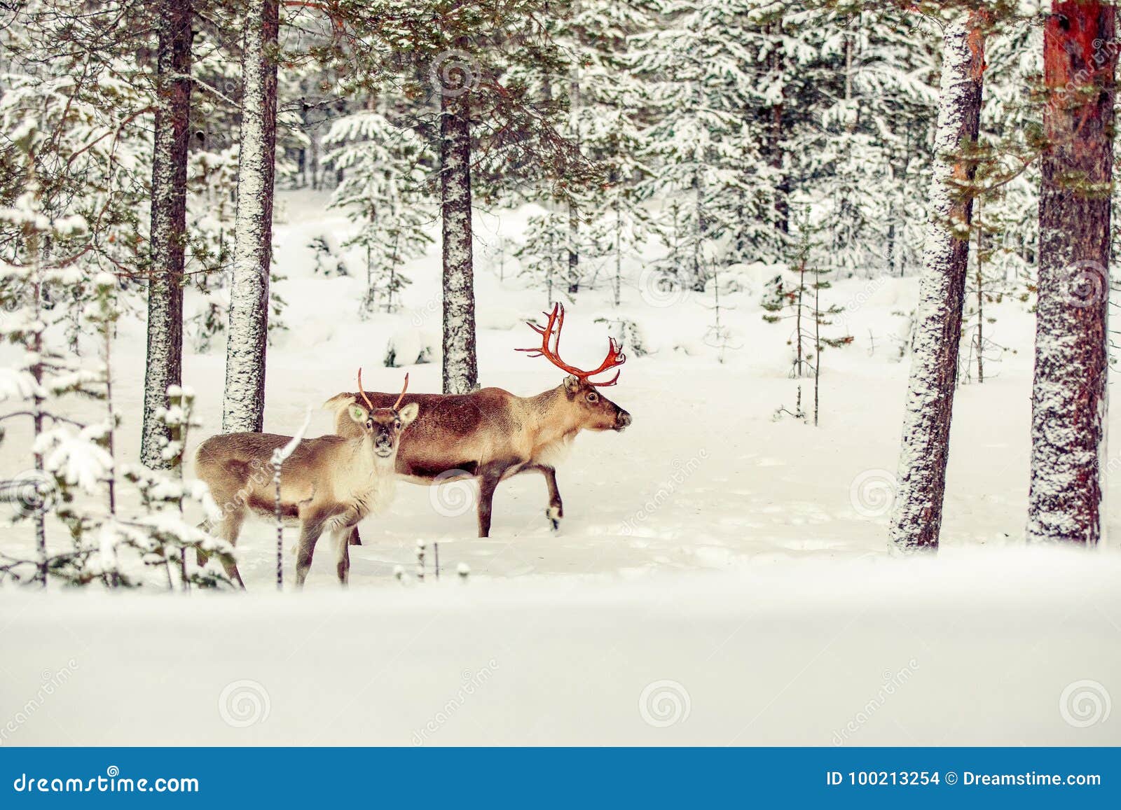 Two Reindeer in Snow Covered Forest Stock Photo - Image of scandinavia ...