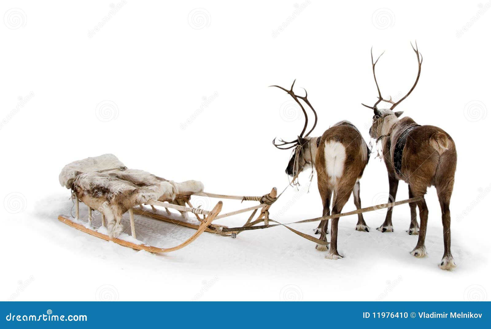 Two reindeers stock photo. Image of island, traditional - 11976410