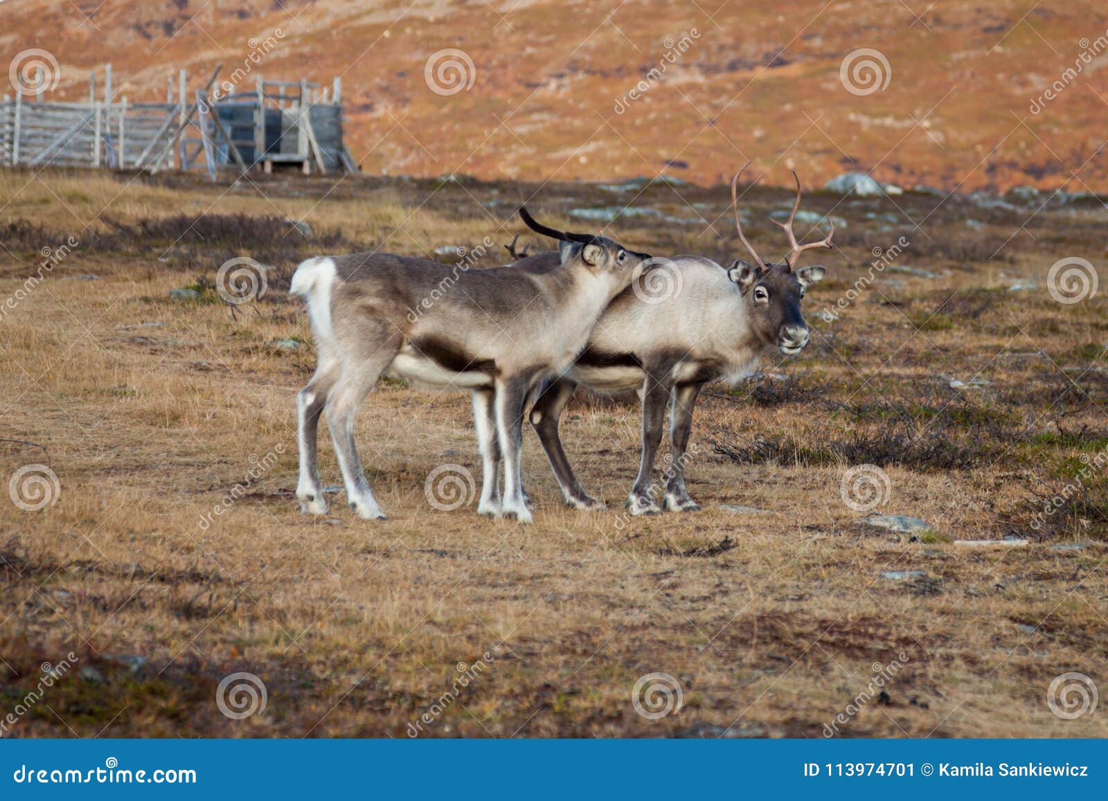 Two Reindeers in the Mountains Stock Image - Image of animal, wolnoci ...